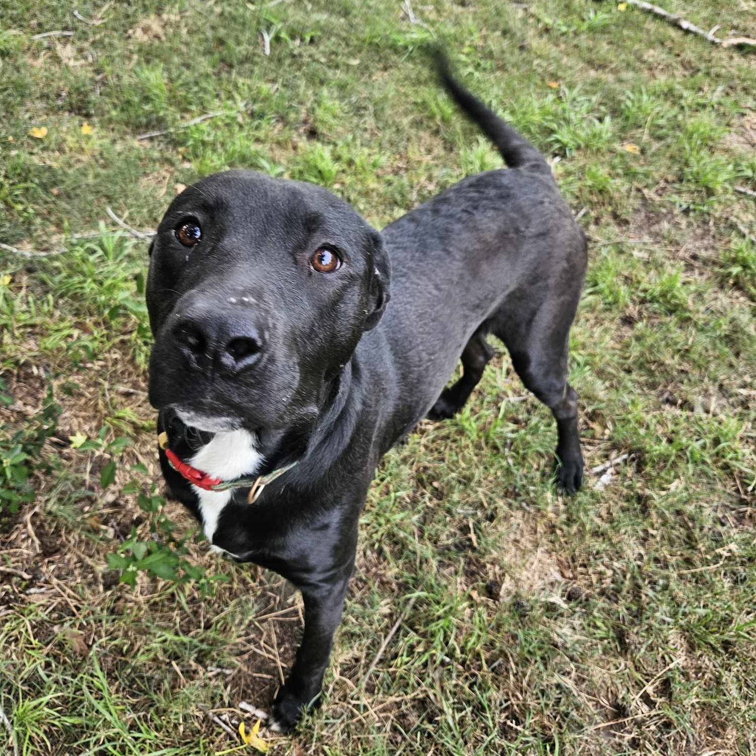 Dog for adoption - Duque, a Black Labrador Retriever Mix in Wytheville ...