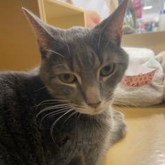 Cat for adoption - Cilantro, a Domestic Short Hair in Melrose, MA ...