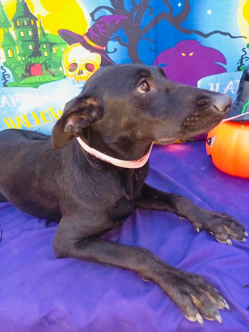 Dog for adoption - Hiromi, a Black Labrador Retriever Mix in Warren, MI ...