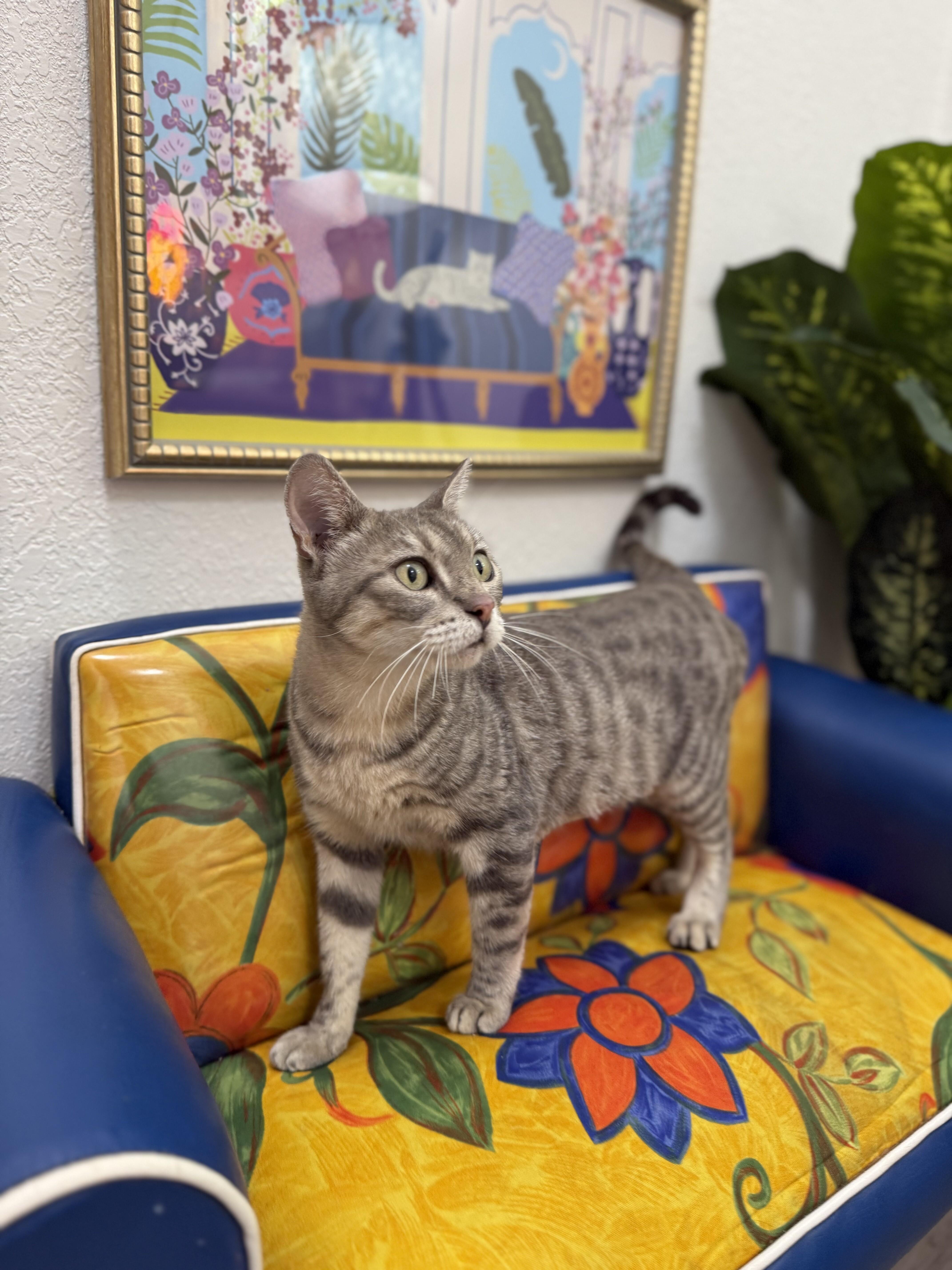 Cat for adoption - Molly Fuentes, a Tabby Mix in Richmond, VA | Petfinder