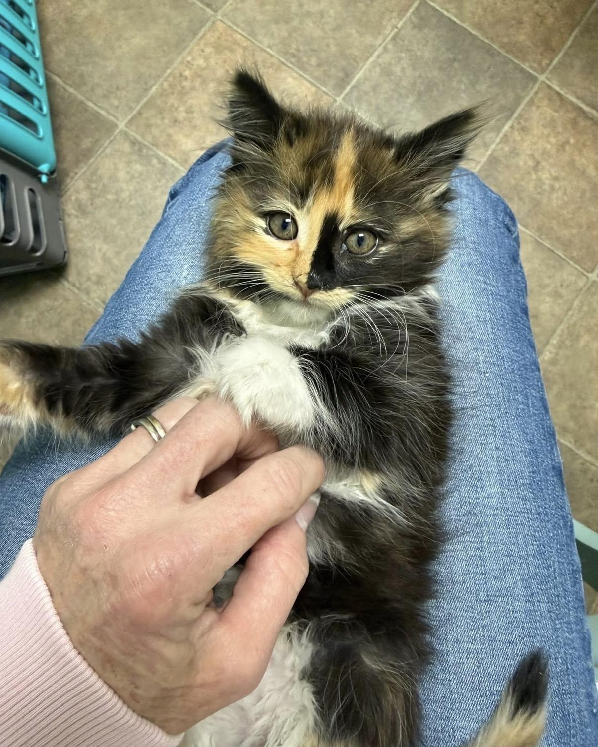 Cat Adoptable - Ellen Griswold Christmas Vacation Kittens an Calico ...