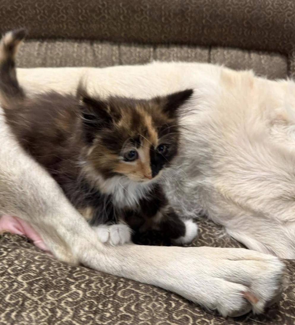 Cat Adoptable - Ellen Griswold Christmas Vacation Kittens an Calico ...