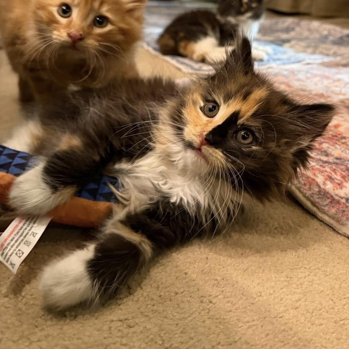 Ellen (Griswold / Christmas Vacation kittens) - Adoptable Pet ...