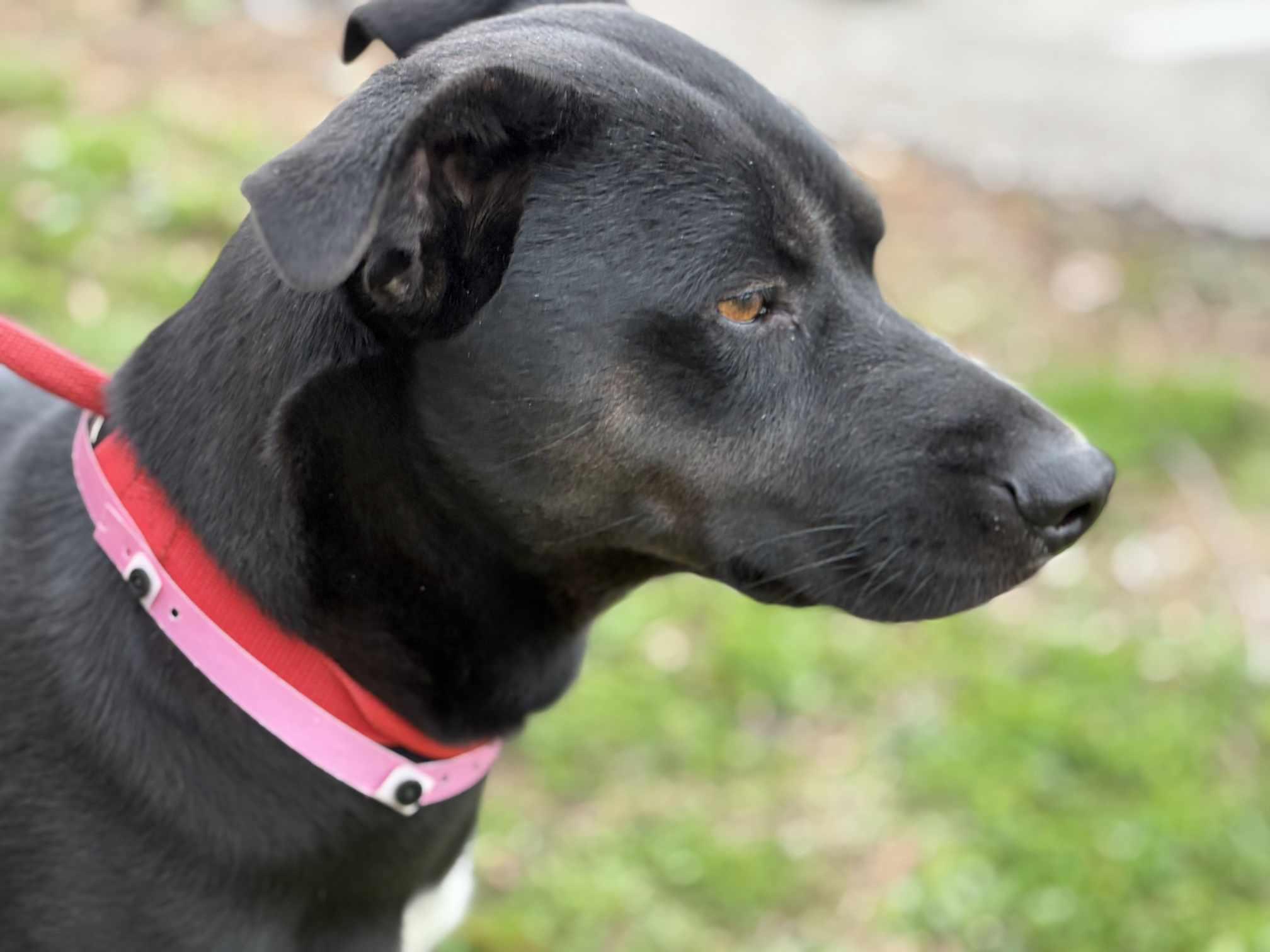 Dog for adoption - Buttercup, a Labrador Retriever Mix in Charlotte, NC ...