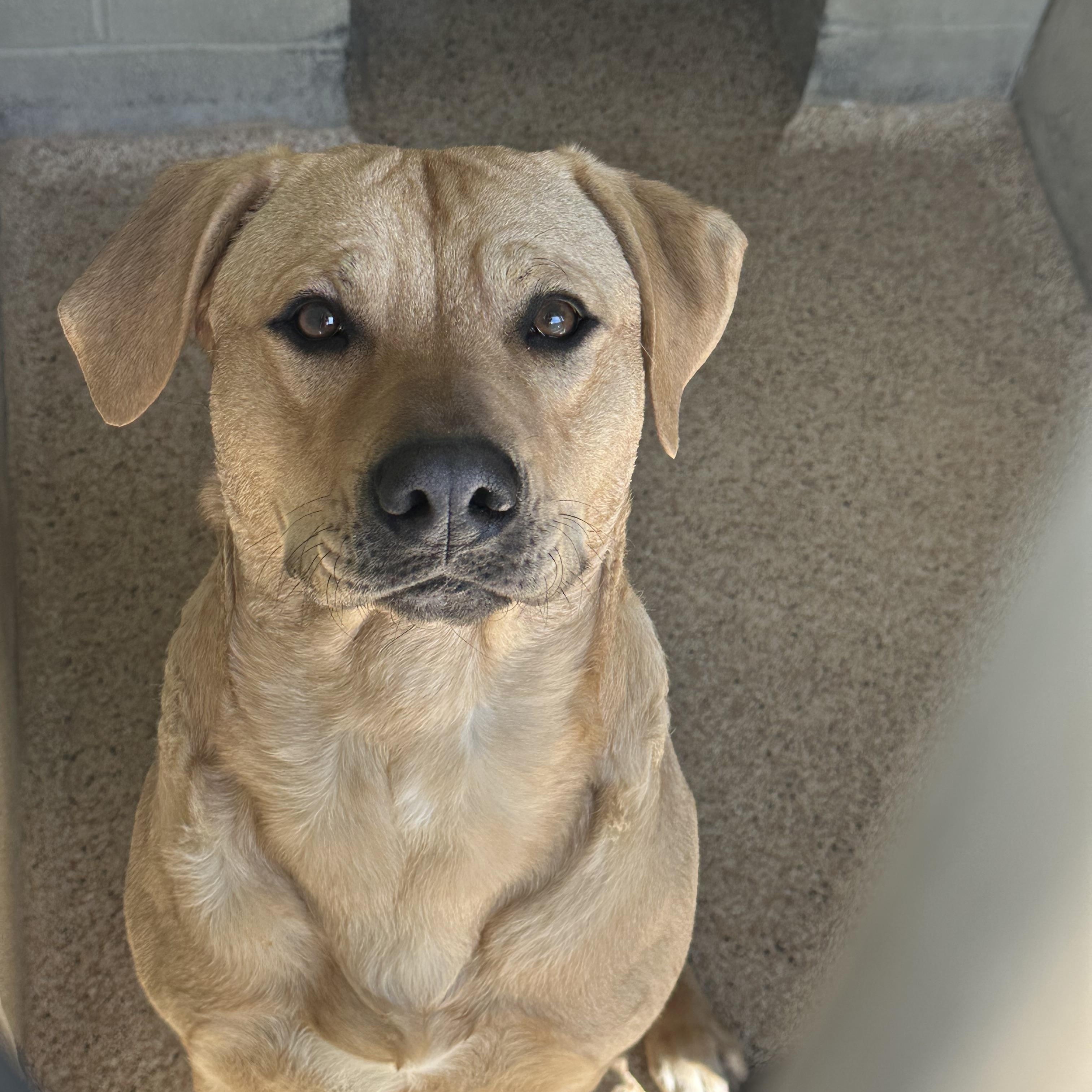 Dog for adoption - Butterball, a Labrador Retriever & Curly-Coated ...