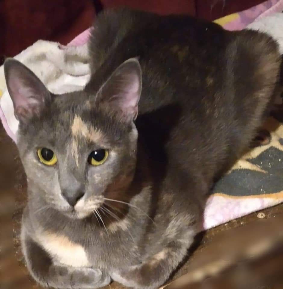 Cat for adoption - BISA AND BISO - EGYPTIAN MAUS, an Egyptian Mau in ...