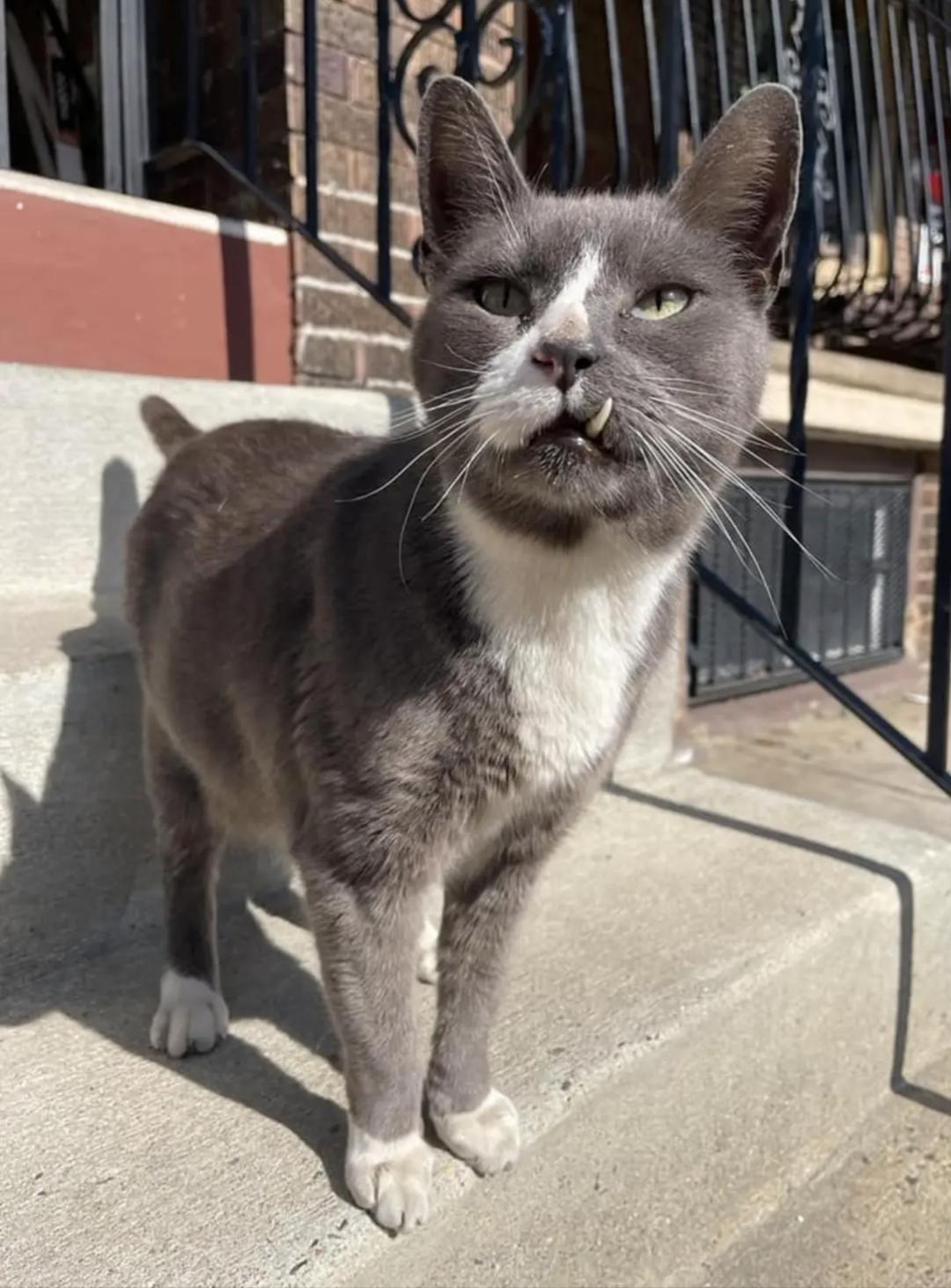 Cat for adoption - Professor Snaggletooth, a Domestic Short Hair in ...