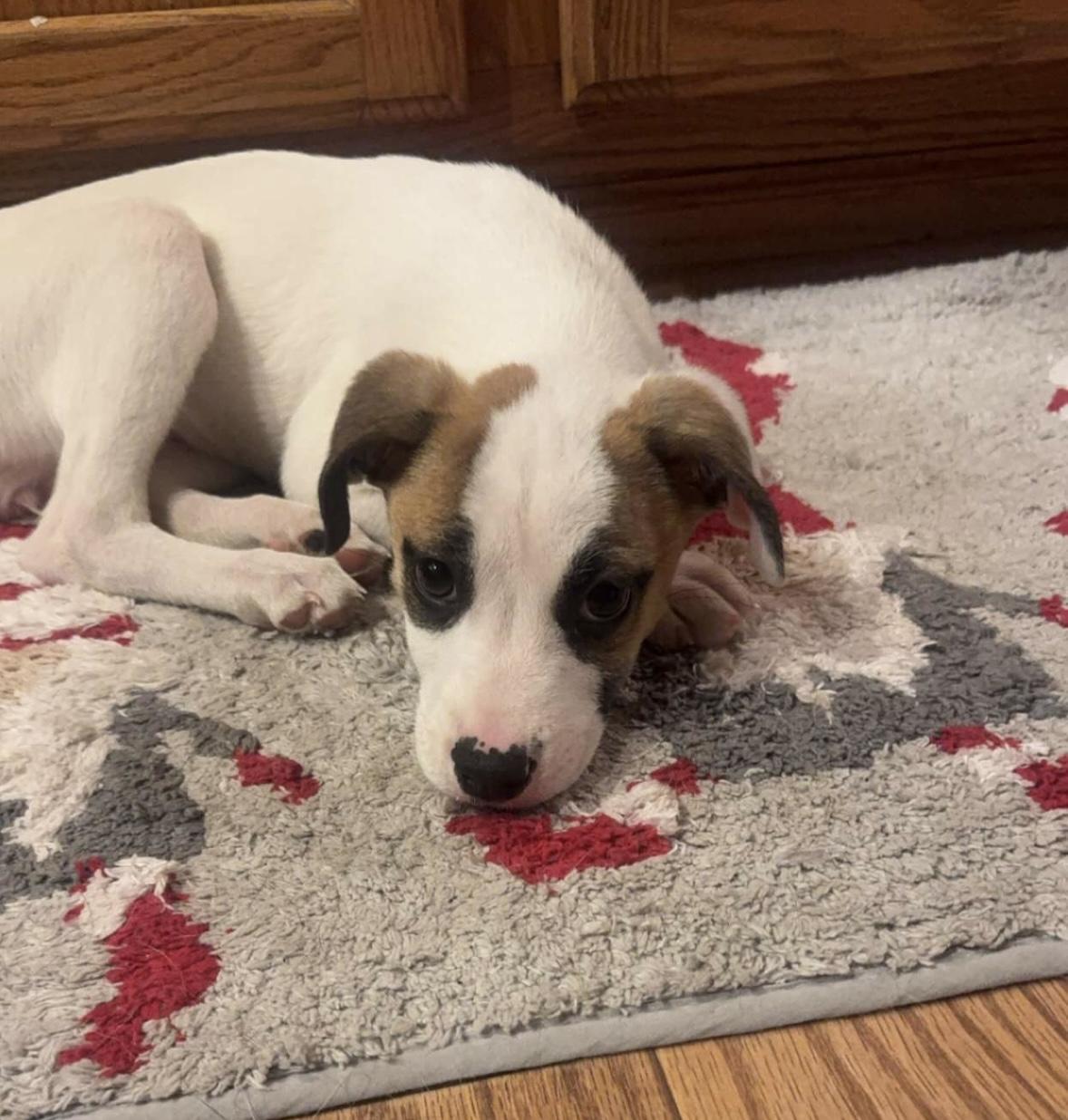 Dog for adoption - Duchess, a Mixed Breed in Kenosha, WI | Petfinder