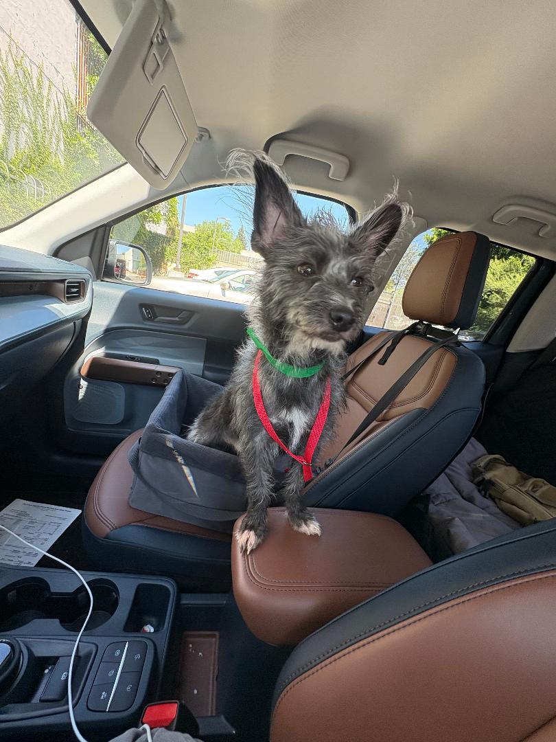 Dog for adoption - Chipilin, a Terrier Mix in Los Angeles, CA | Petfinder