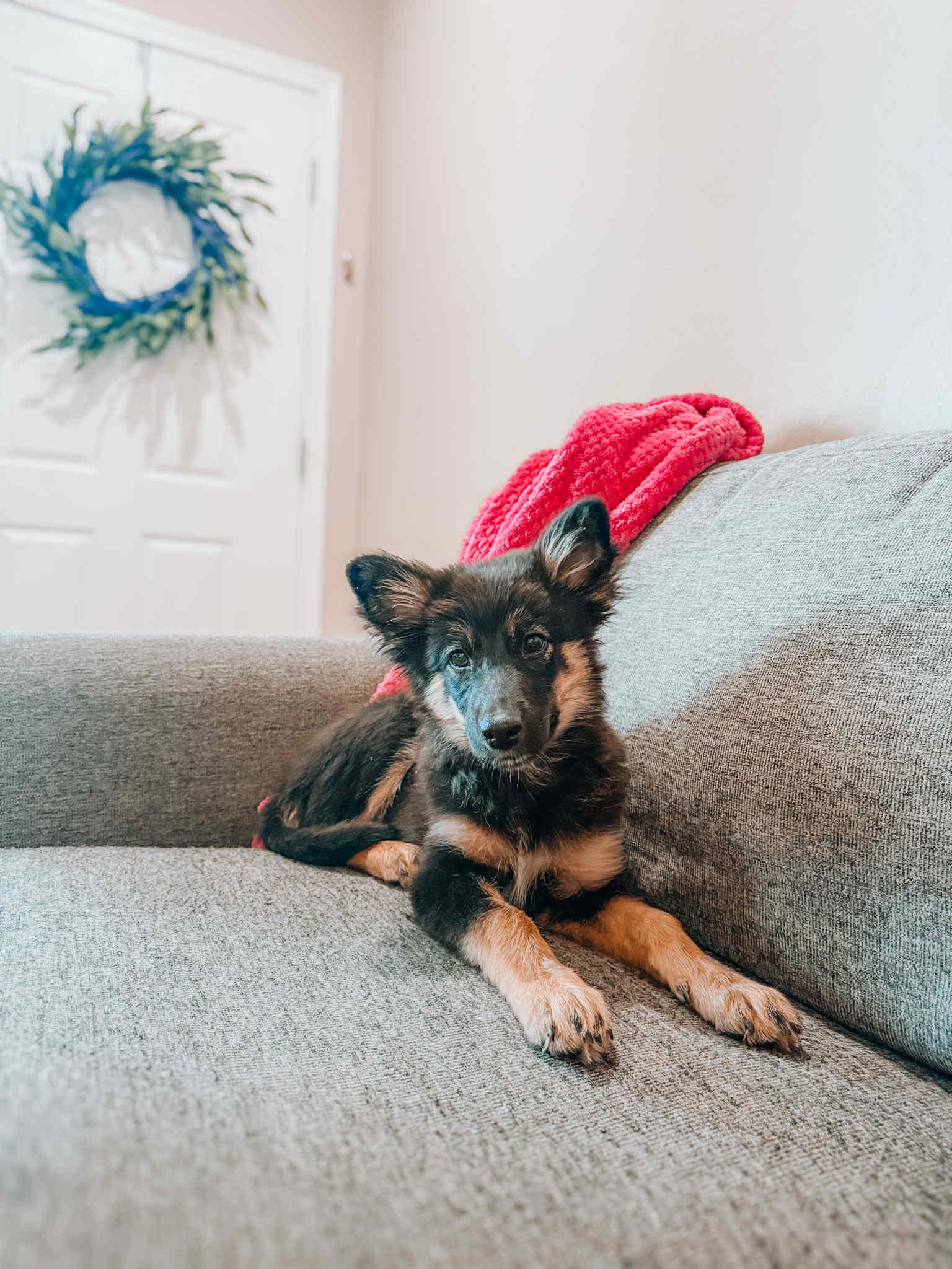 Dog for adoption - Layla, a German Shepherd Dog in Goodyear, AZ | Petfinder