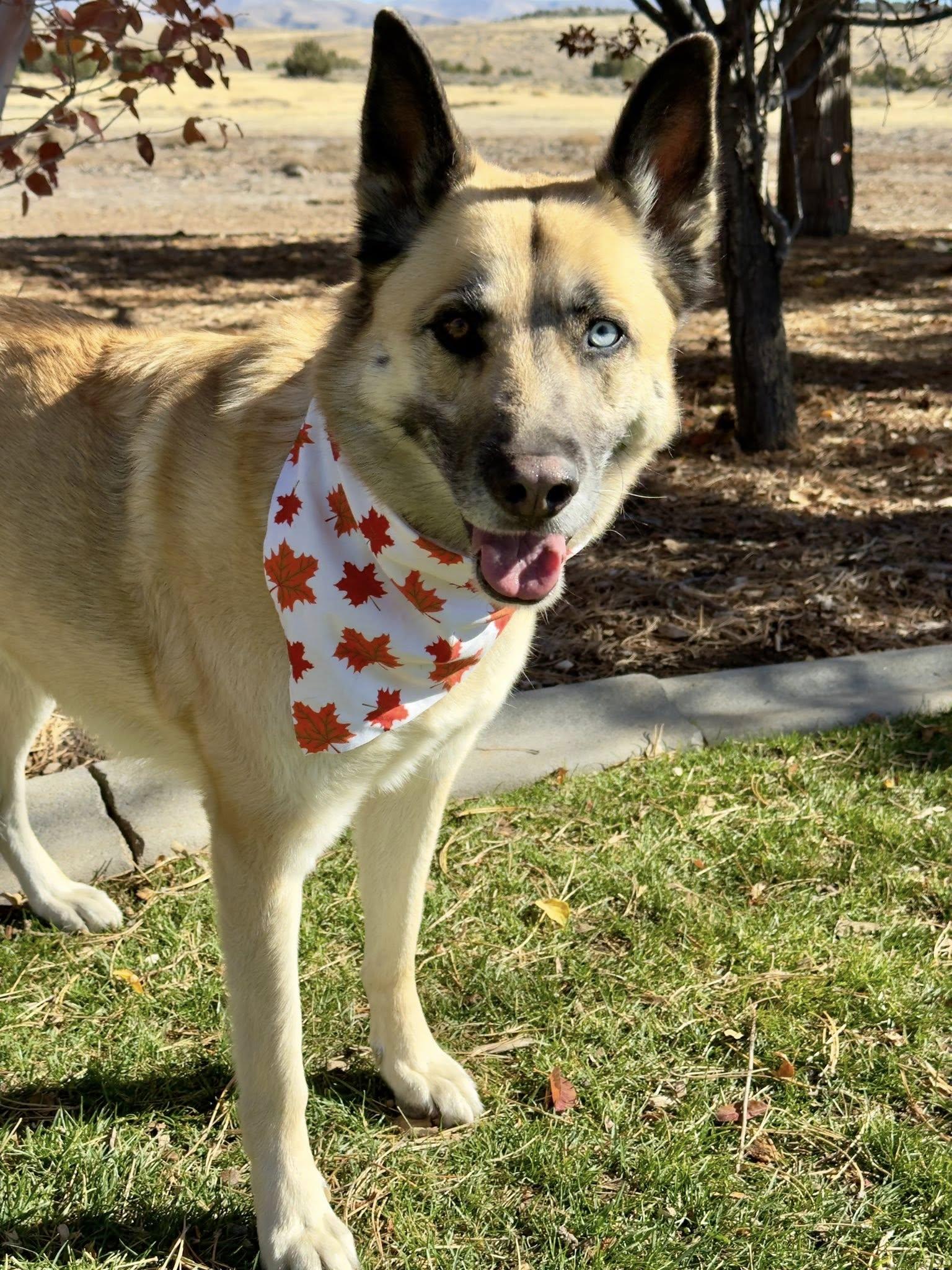 Dog for adoption - Delilah, a Shepherd Mix in Gardnerville, NV | Petfinder