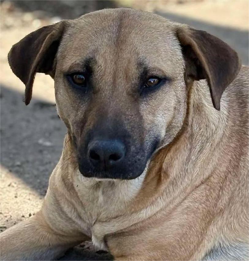 Dog for adoption - Sunshine, a Rhodesian Ridgeback & Black Mouth Cur ...