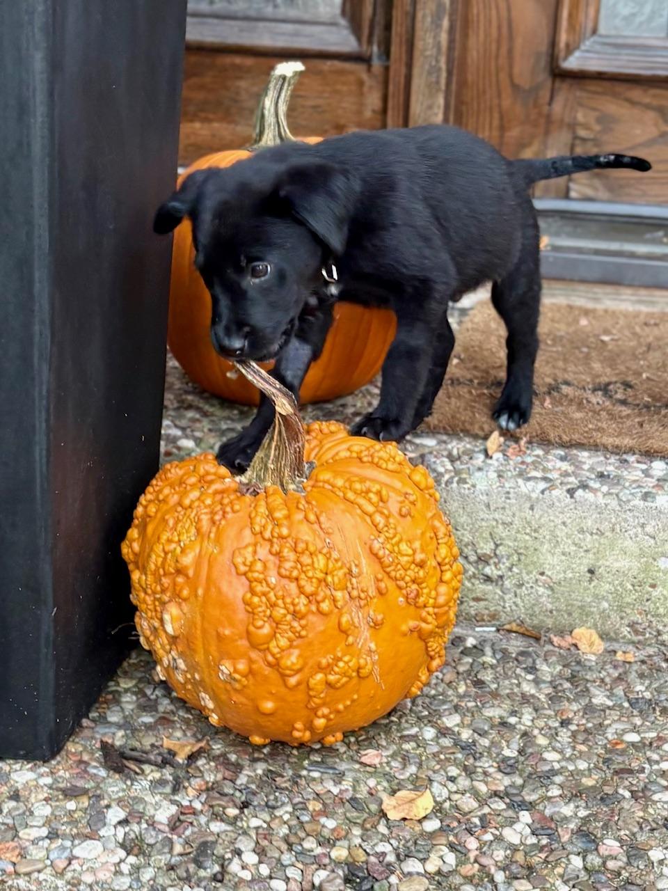 Dog for adoption - Bogey, a Labrador Retriever Mix in Austin, TX ...