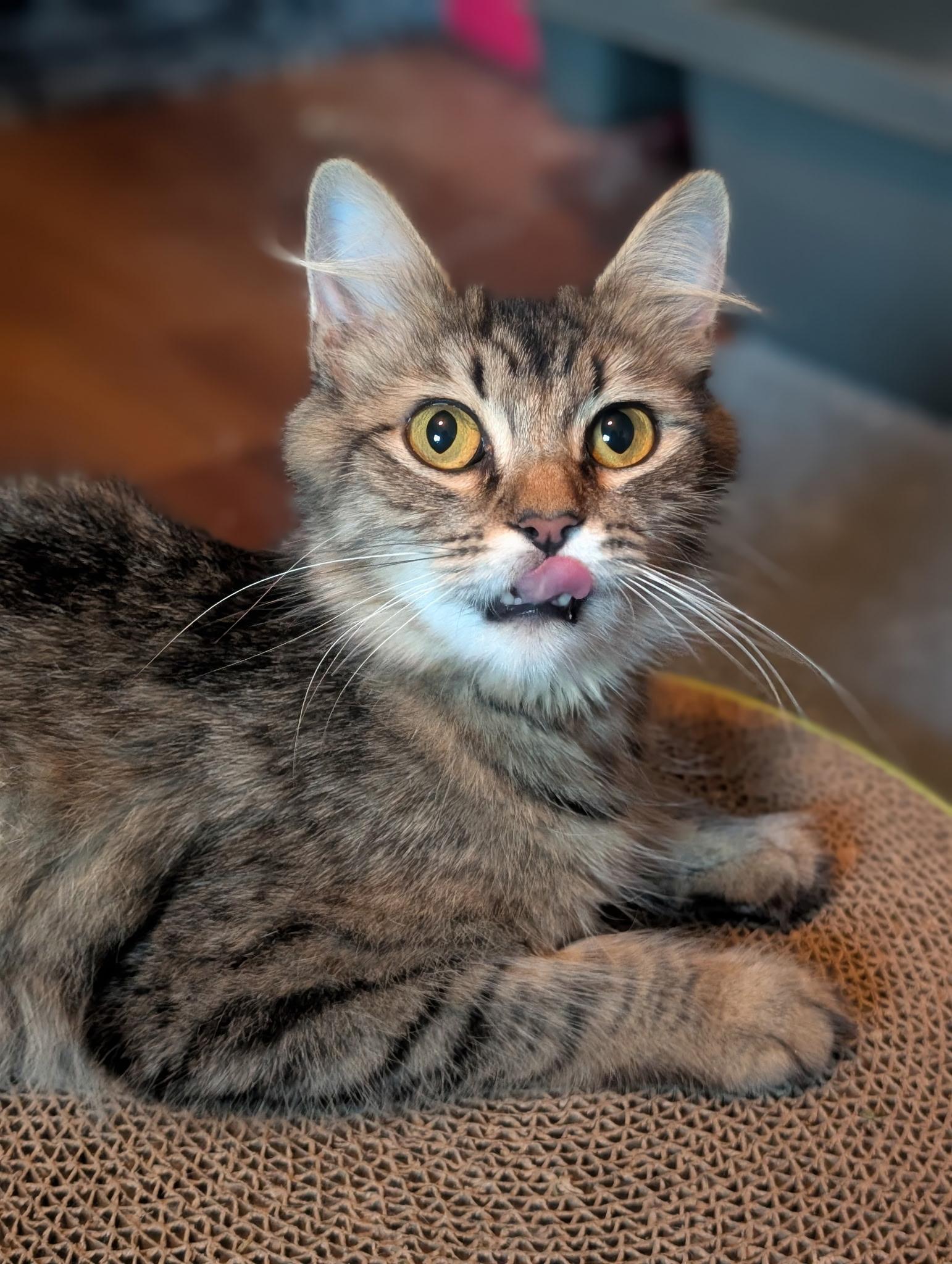 Cat for adoption - Botox, a Domestic Medium Hair in Richmond, VA ...