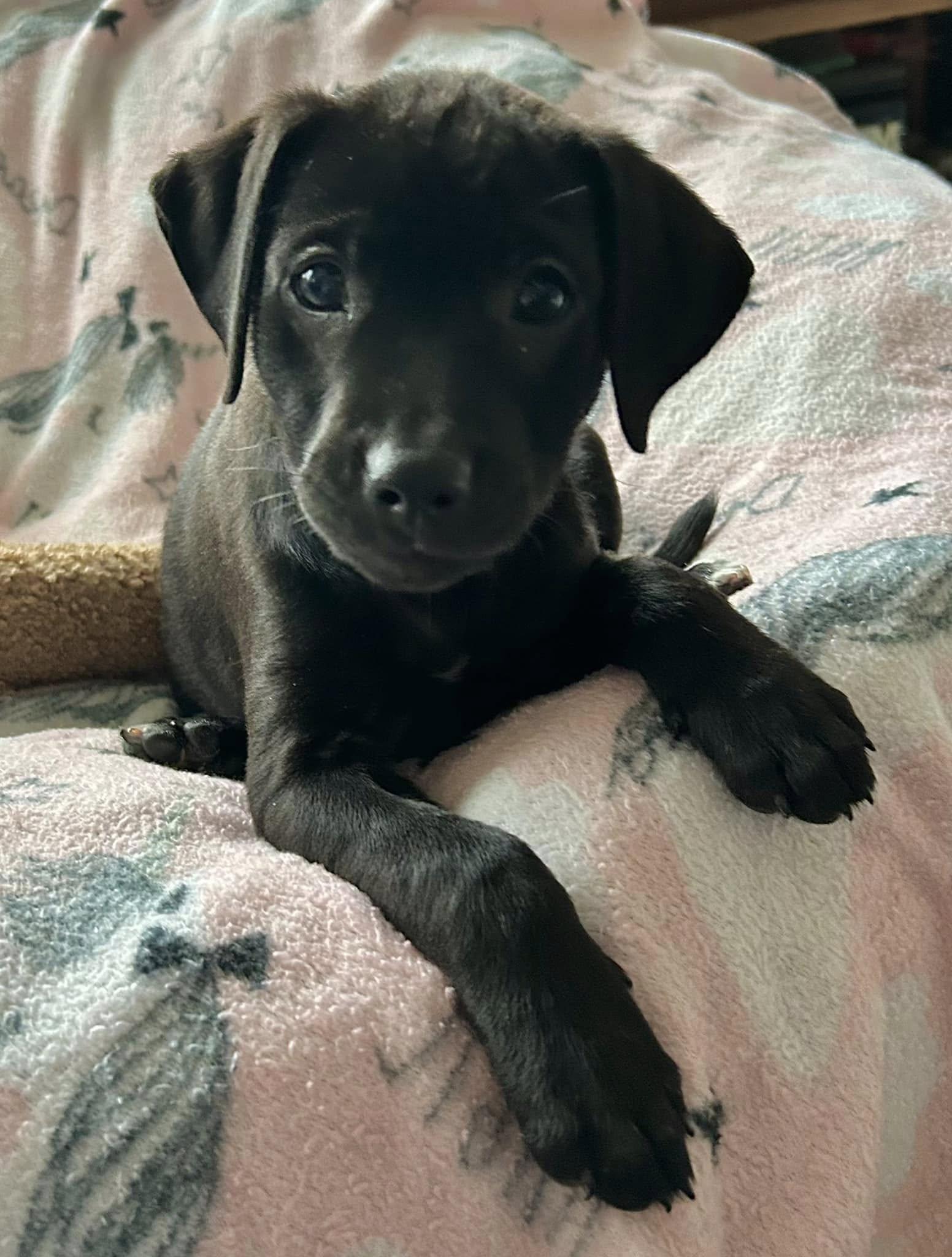 Dog for adoption - Pixie, a Mixed Breed in Ronkonkoma, NY | Petfinder