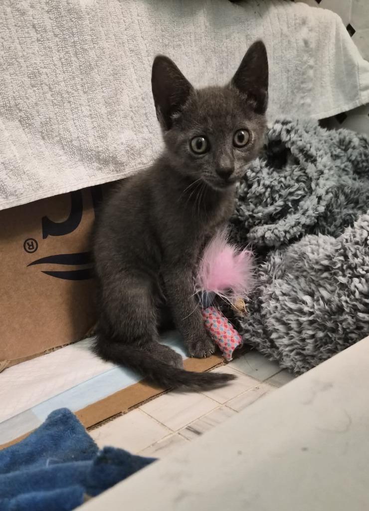 Anchovy - Adoptable Pet | Petfinder | Petfinder