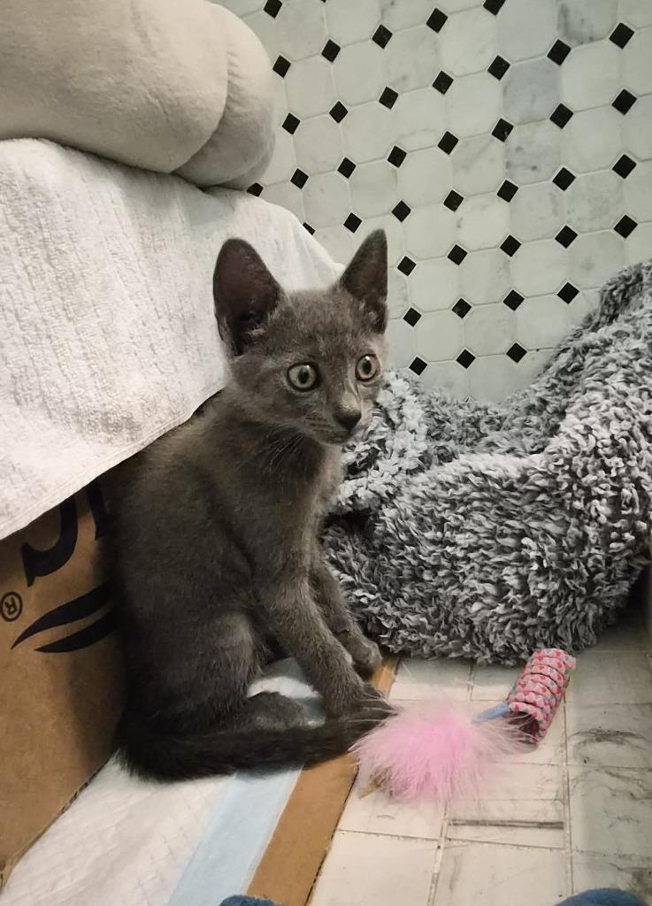 Anchovy - Adoptable Pet | Petfinder | Petfinder