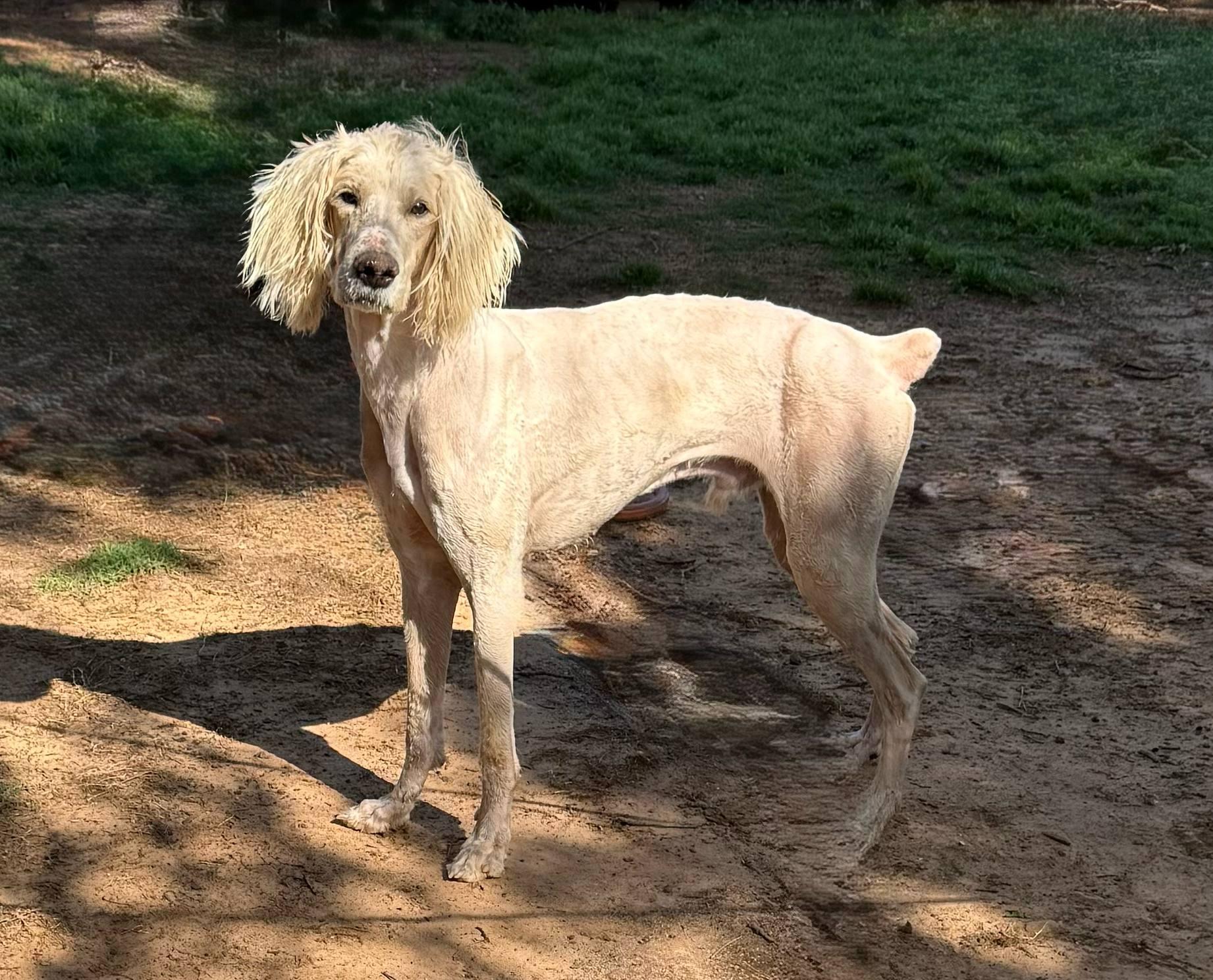 Dog for adoption - Stewie, a Standard Poodle Mix in Oklahoma City, OK ...