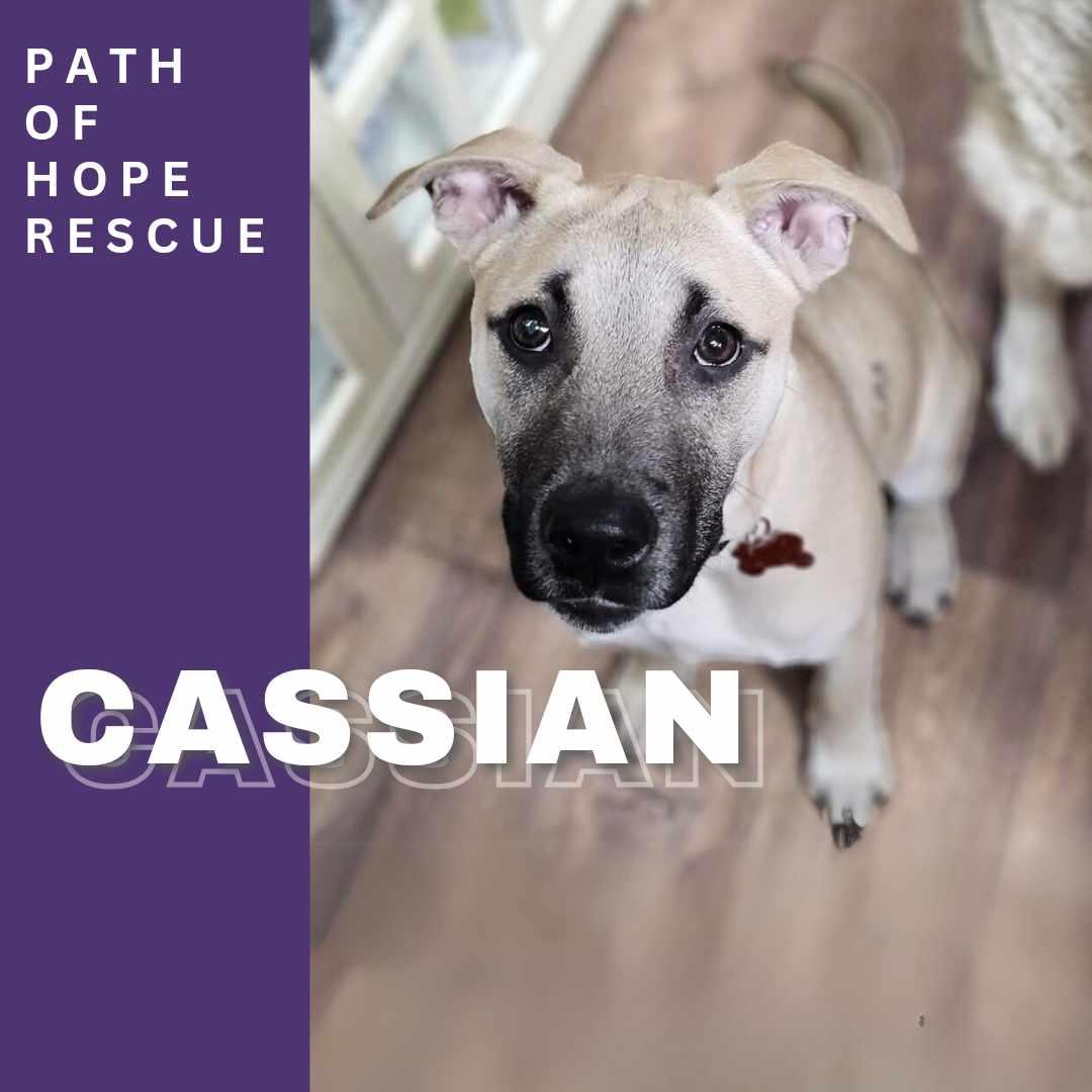Dog for adoption - Cassian, a Pit Bull Terrier Mix in Seattle, WA | Petfinder