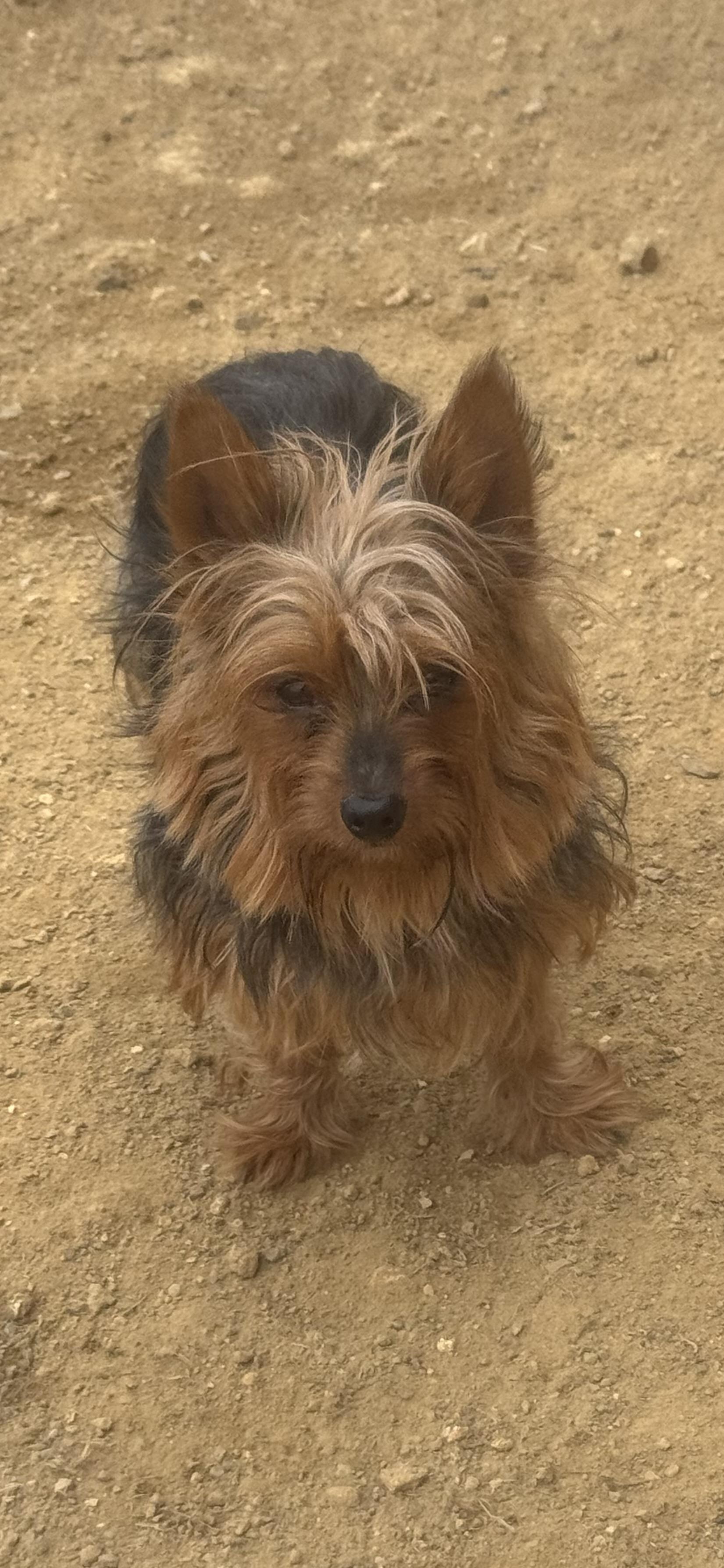 Dog for adoption - Bruiser, a Yorkshire Terrier in Chester Springs, PA ...