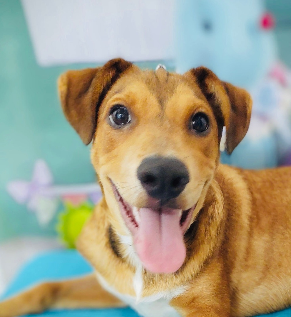 Dog for adoption - Sully, a Carolina Dog & Yellow Labrador Retriever ...