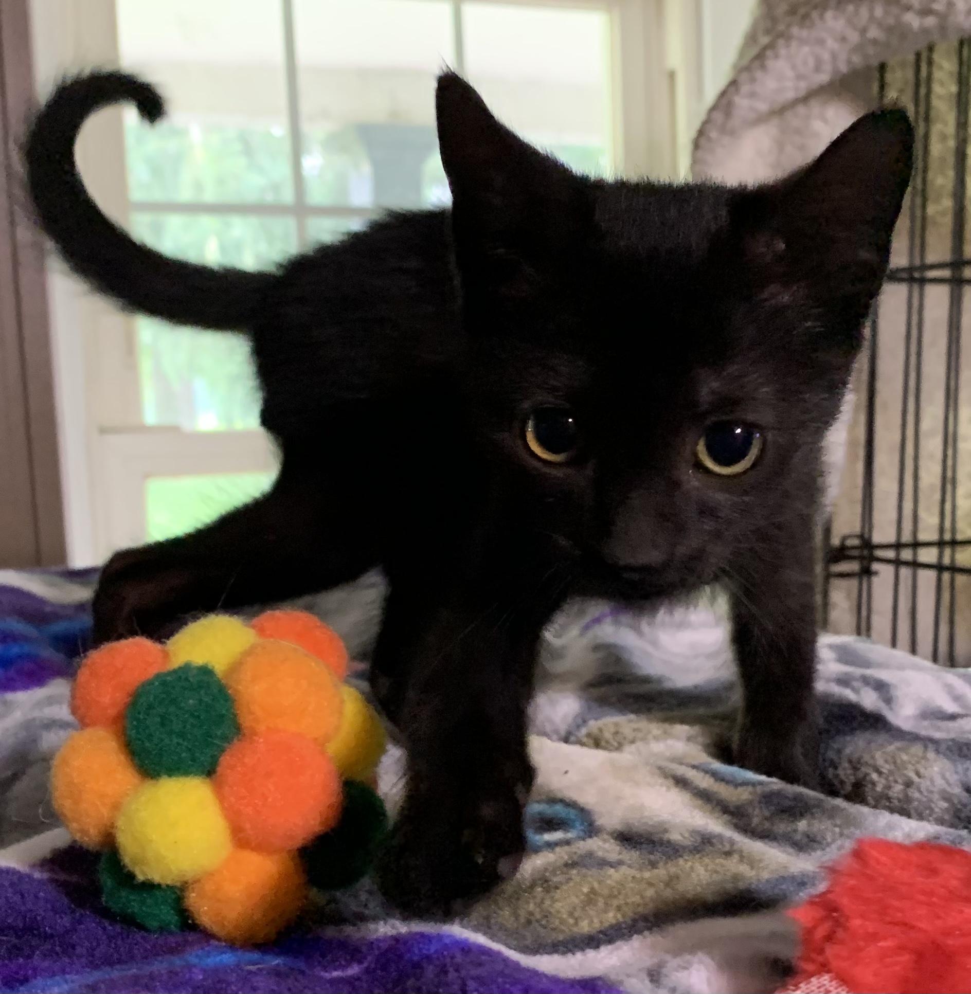 Cat for adoption - Zeek, a Domestic Short Hair in Lemoyne, PA | Petfinder