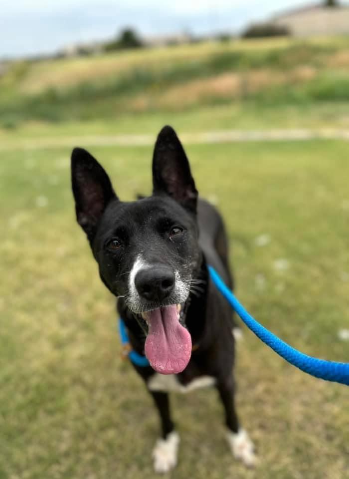 Dog for adoption - Annie, a German Shepherd Dog Mix in Bethel, CT ...