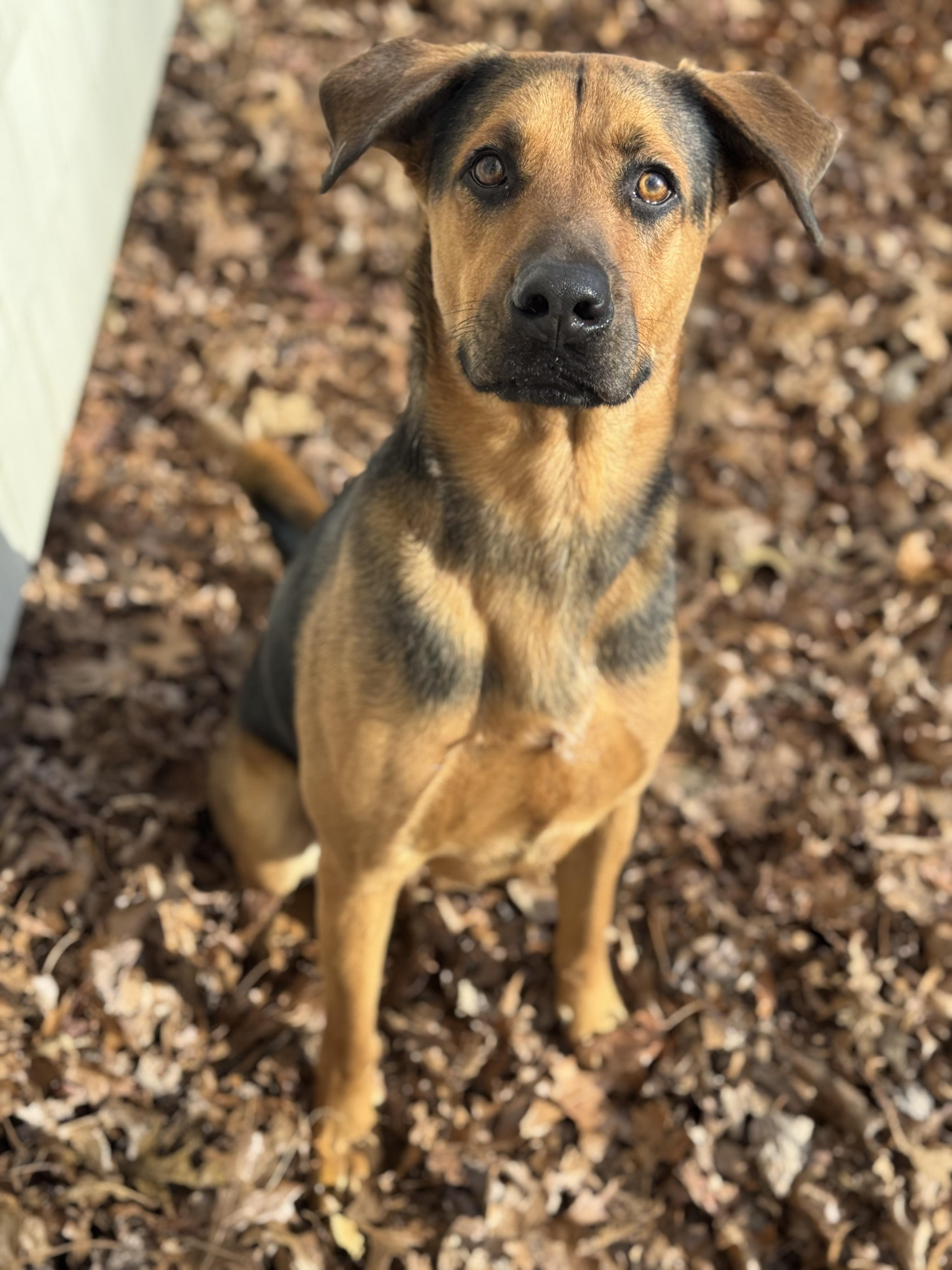 Dog for adoption - Cosmo, a Hound & Shepherd Mix in South Kingstown, RI ...