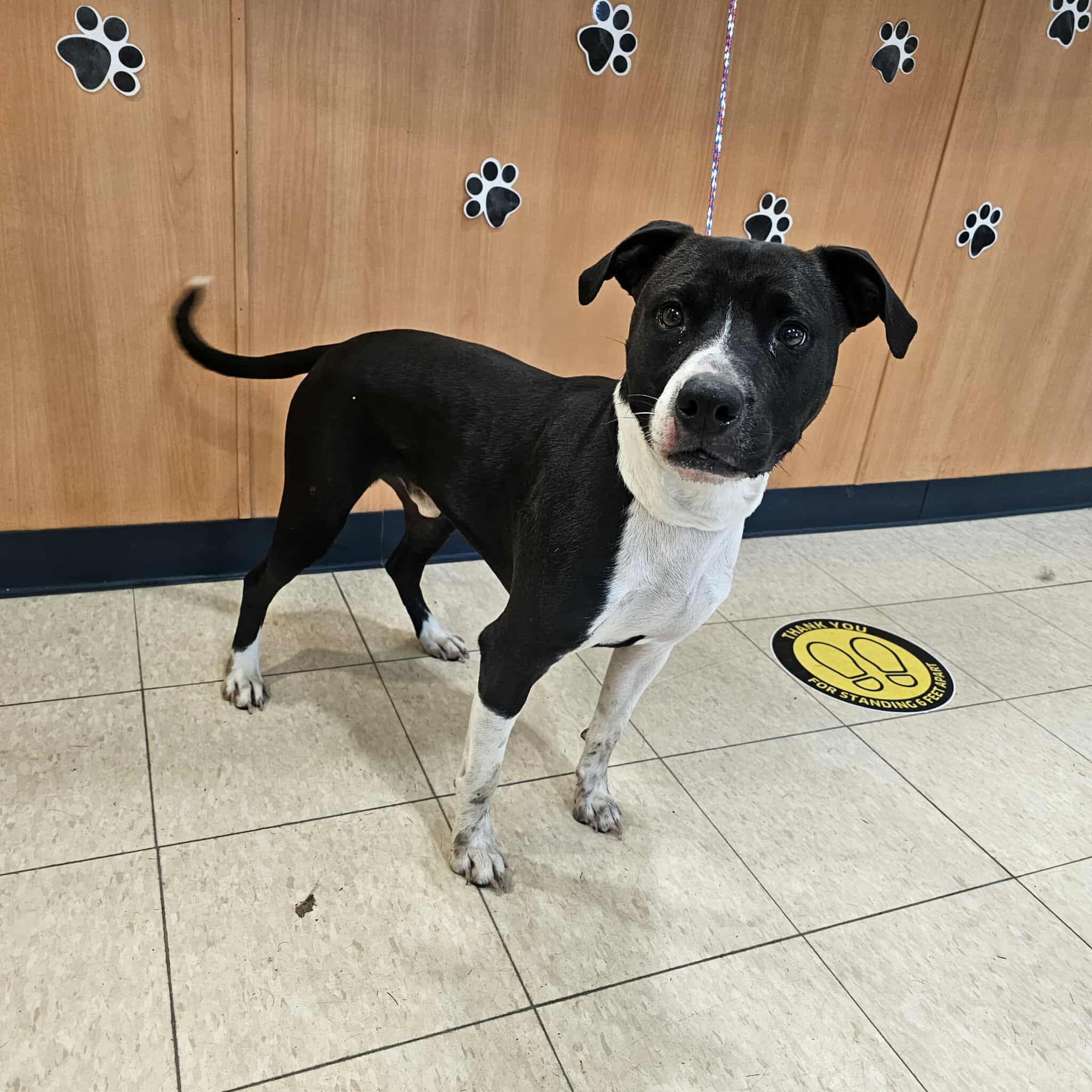 Dog for adoption - Max, a Pit Bull Terrier Mix in Ludington, MI | Petfinder