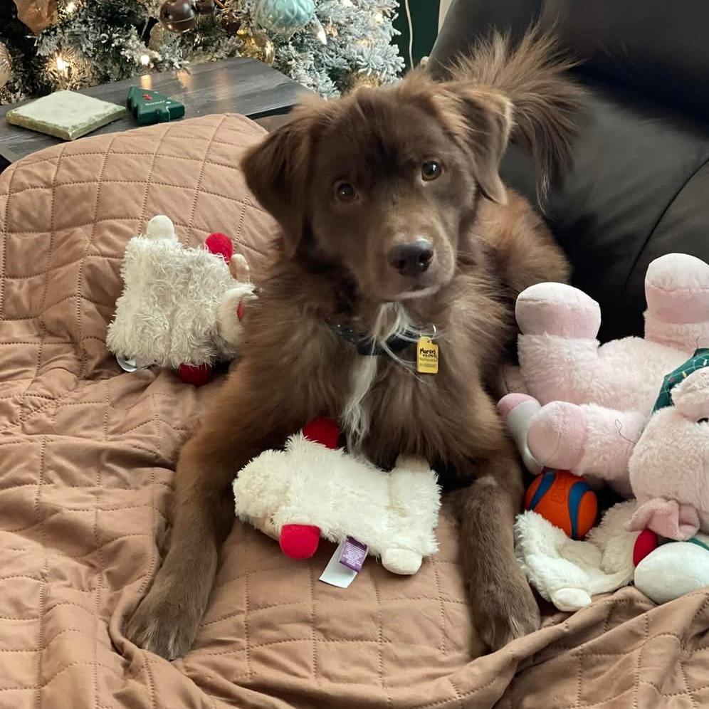 Dog for adoption - Marcus Prev Terry SMcM, an Australian Shepherd ...