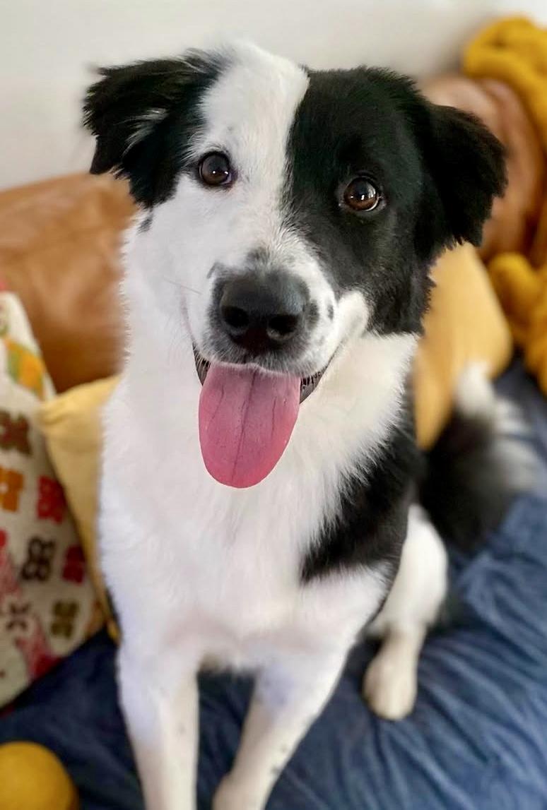 Dog for adoption - Huck, a Border Collie Mix in Rye, NY | Petfinder