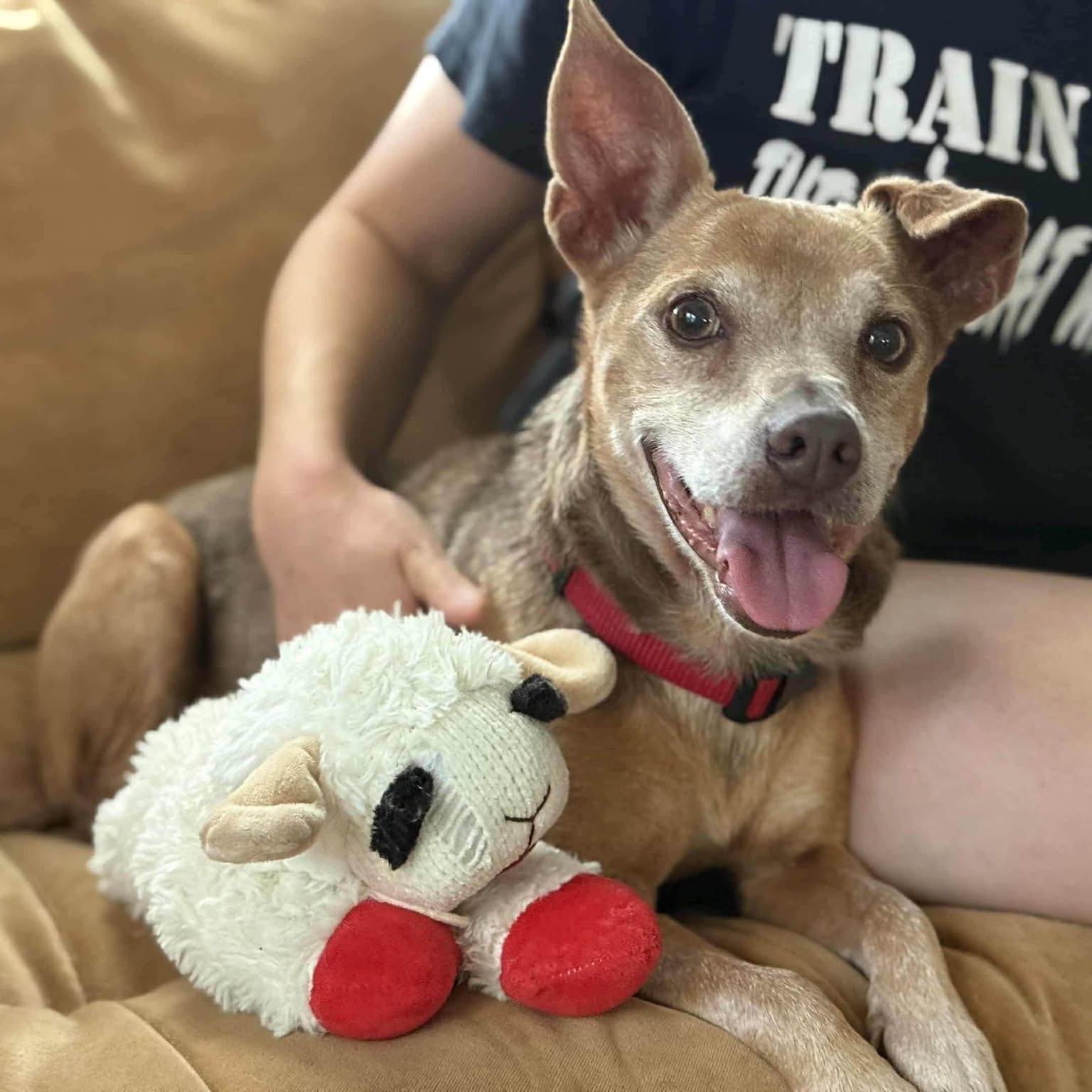 Dog for adoption - Snow Brite - The Playful Lap Dog, a Chihuahua ...