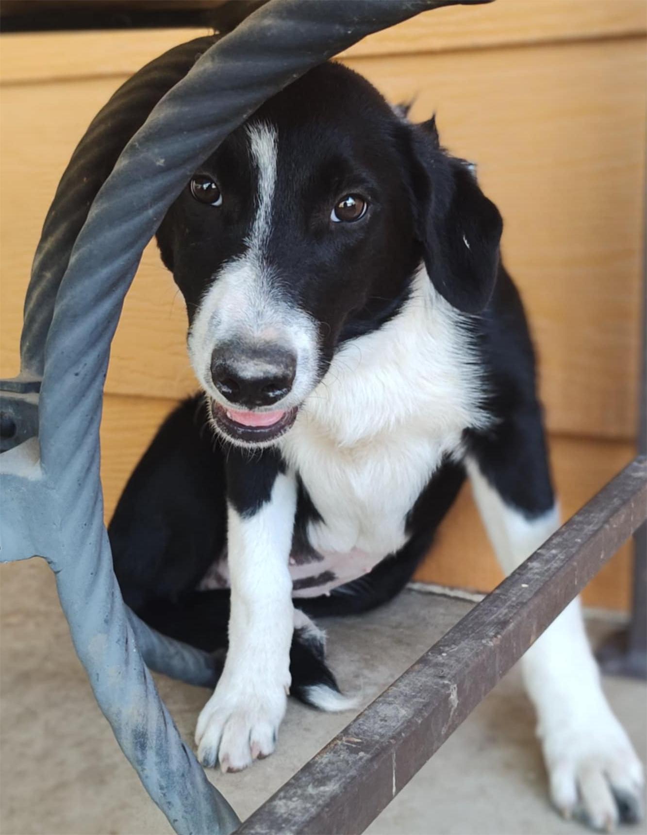 Dog for adoption - Dakota, a Border Collie & Labrador Retriever Mix in ...