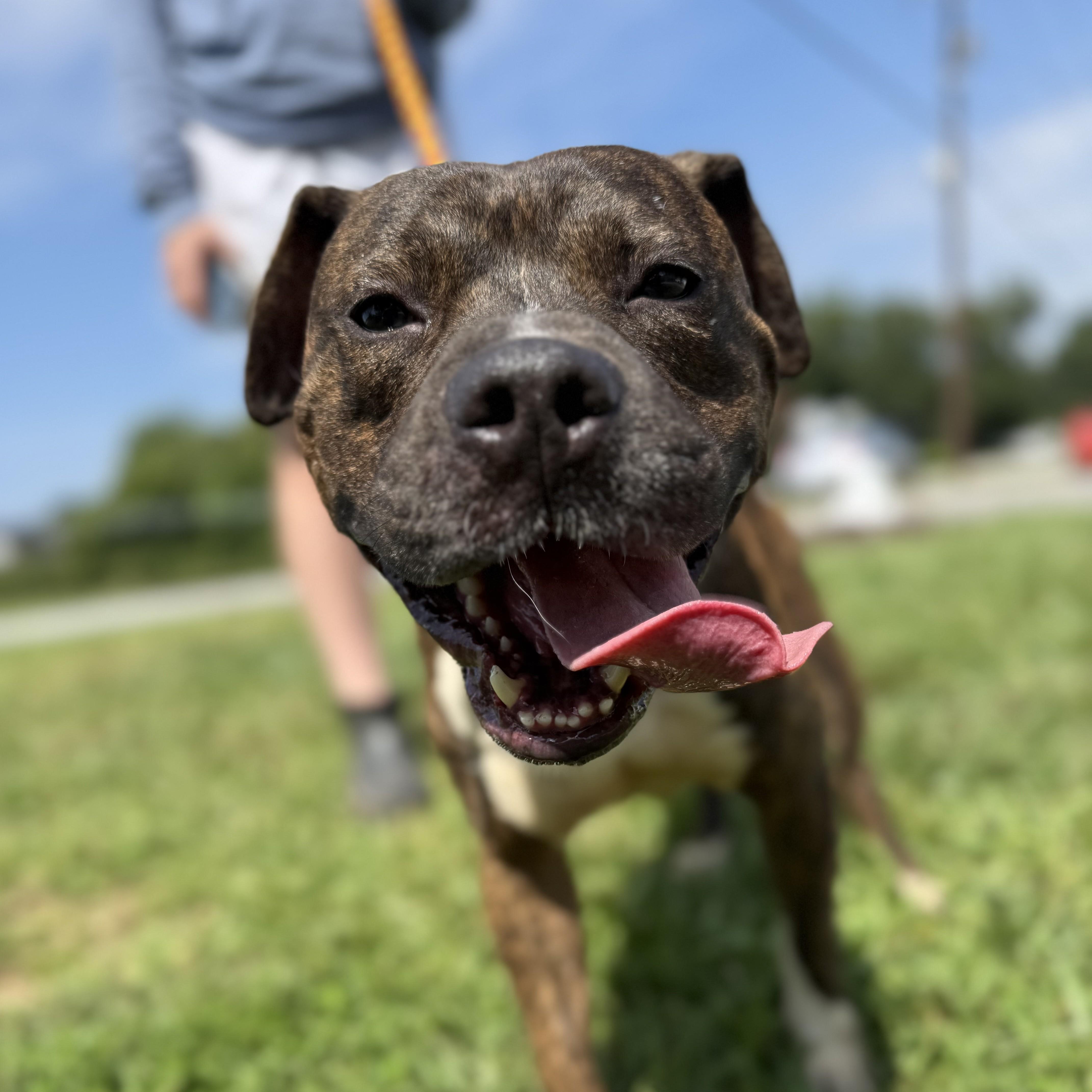 Dog for adoption - Caesar, an American Staffordshire Terrier Mix in Columbia, SC | Petfinder