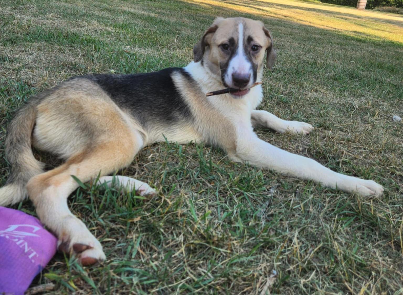 Dog for adoption - Penny, a German Shepherd Dog Mix in Grand Rapids, MI | Petfinder