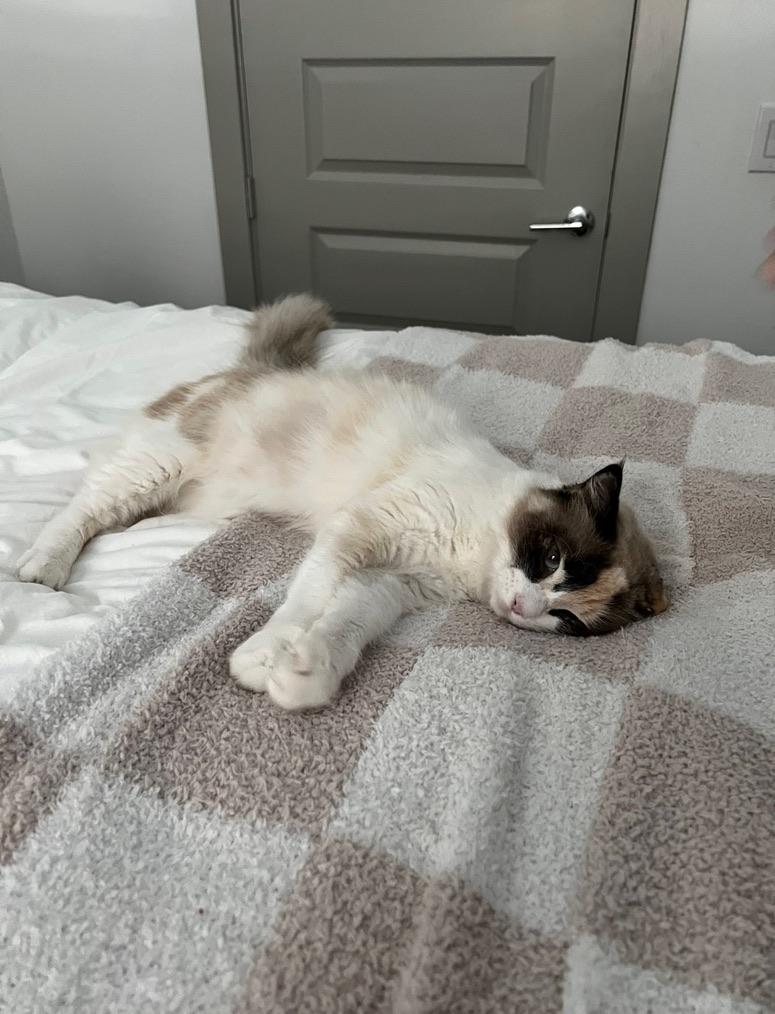 Cat for adoption - Eleanor, a Ragdoll & Snowshoe Mix in LATHAM, NY ...