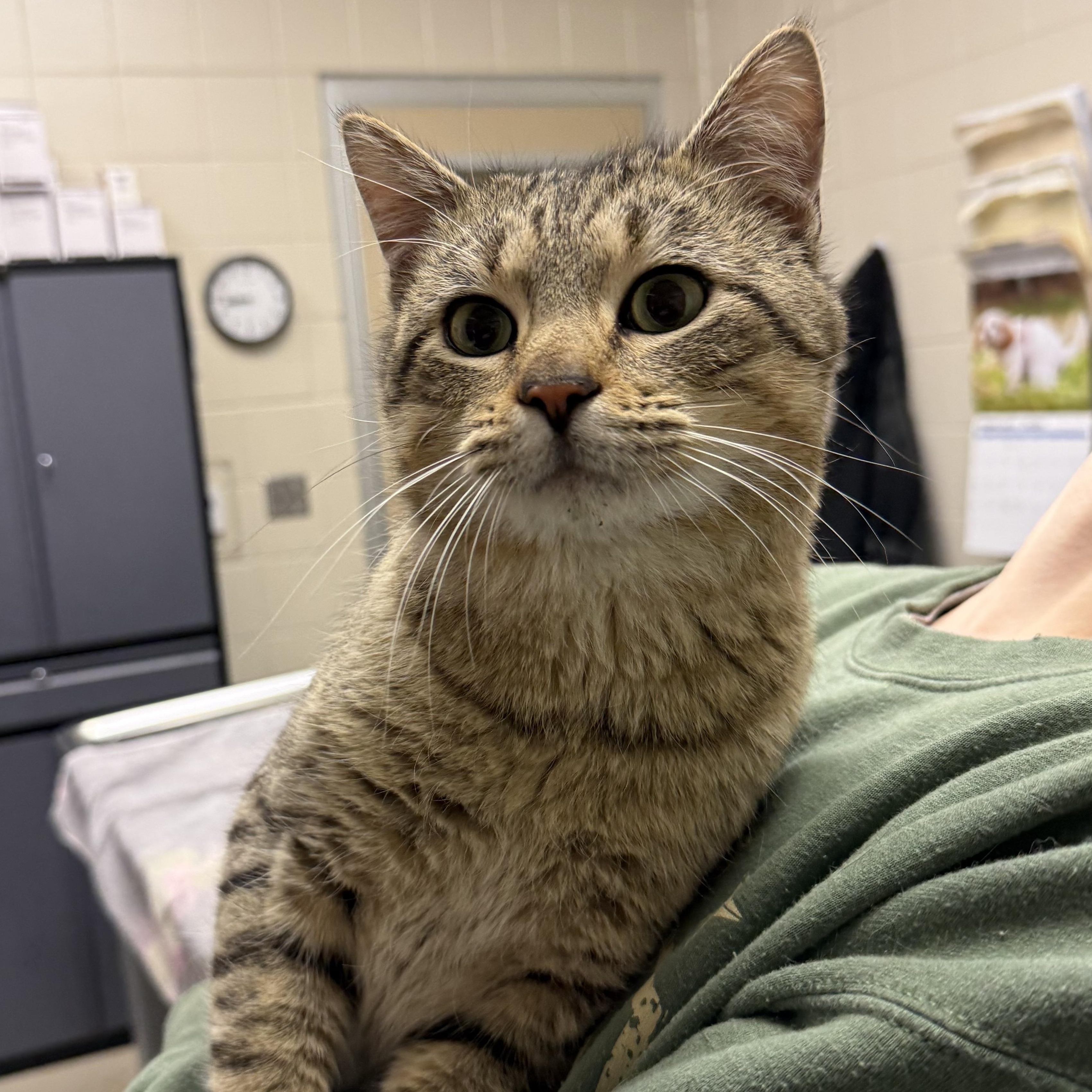 Stewie - Adoptable Pet | Petfinder | Petfinder