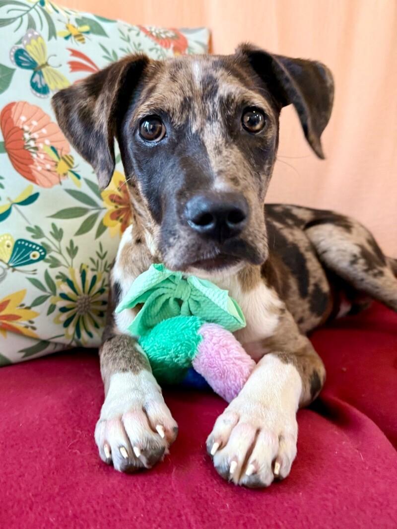 Dog for adoption - Issa Sweetsmooch Wagsmore, a Pit Bull Terrier ...