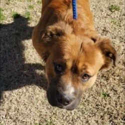 Dog for adoption - Topher, a Shepherd Mix in West Memphis, AR | Petfinder