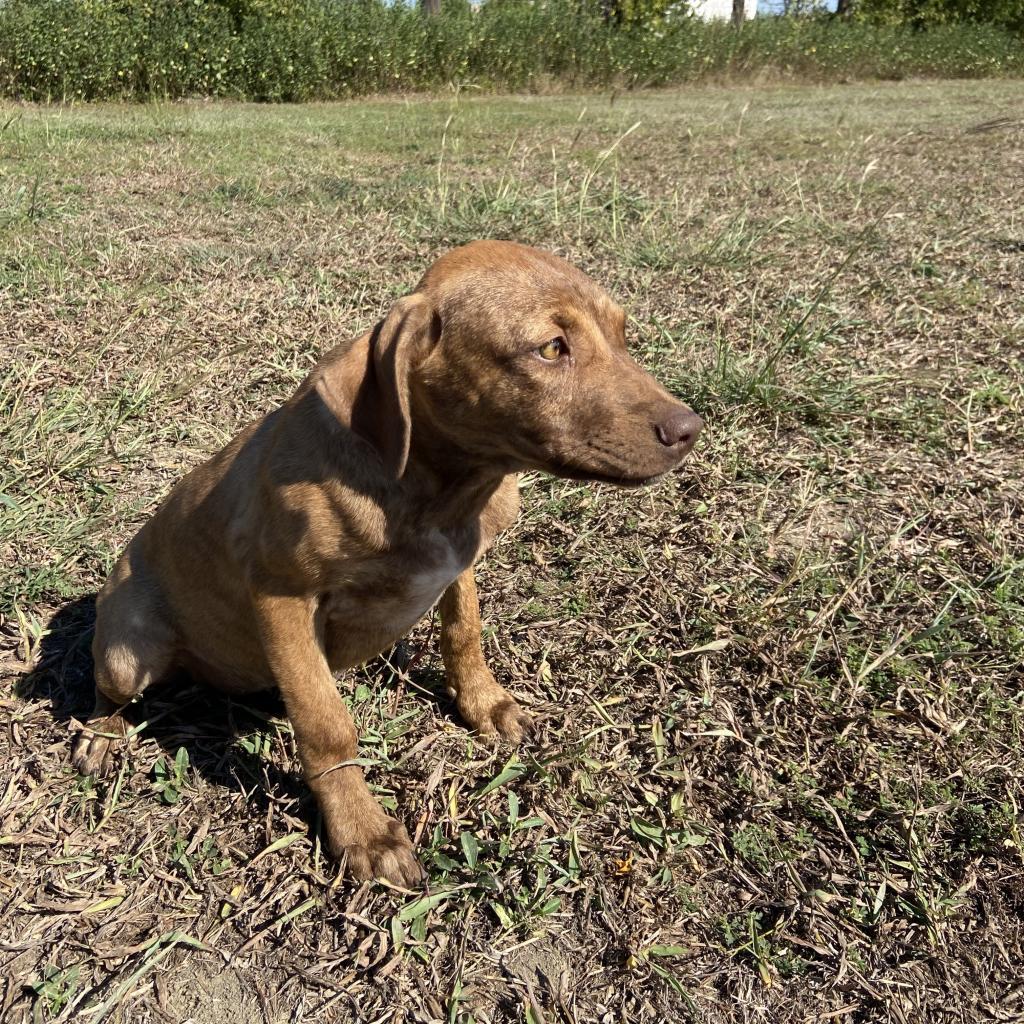 Dog for adoption - Minnie, a Hound Mix in Anderson, TX | Petfinder