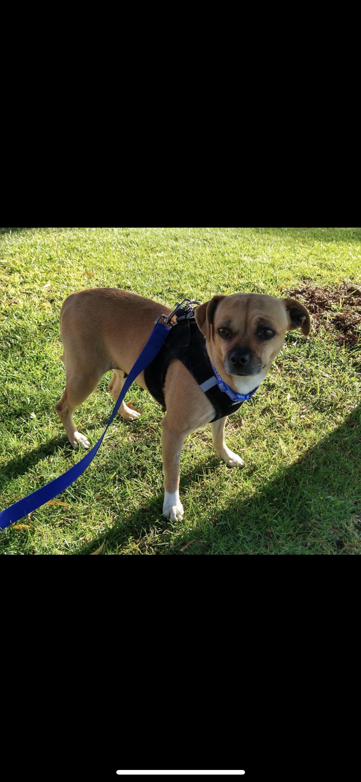 Connecticut Humane Society in Newington, CT
