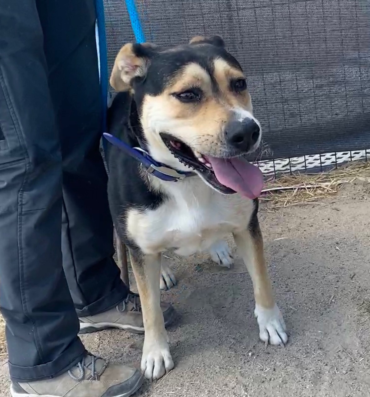 Dog for adoption - Candy, a Mixed Breed in Carson City, NV | Petfinder