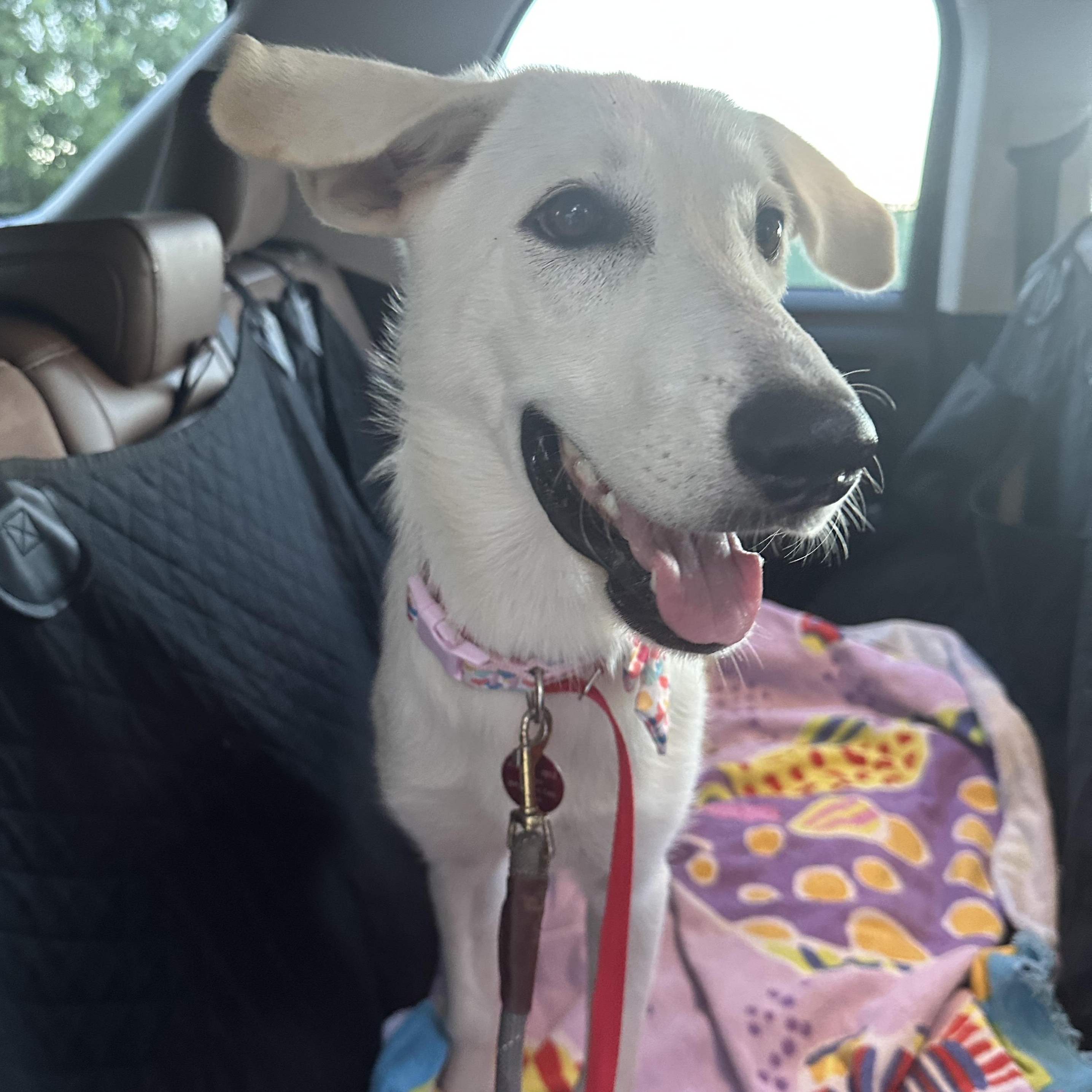 Dog for adoption - Sizzle, a Mixed Breed in Staten Island , NY | Petfinder