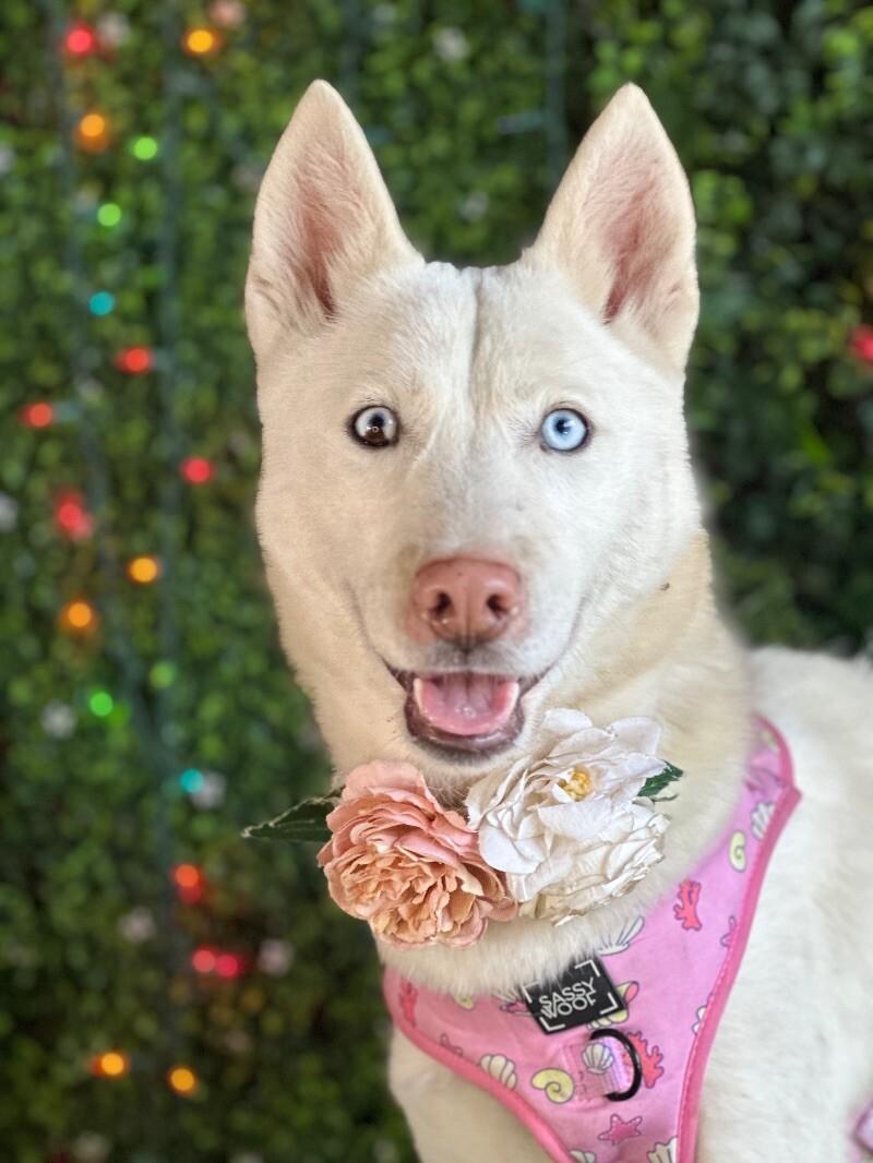 Dog for adoption - Snow White, a Siberian Husky & Yellow Labrador ...