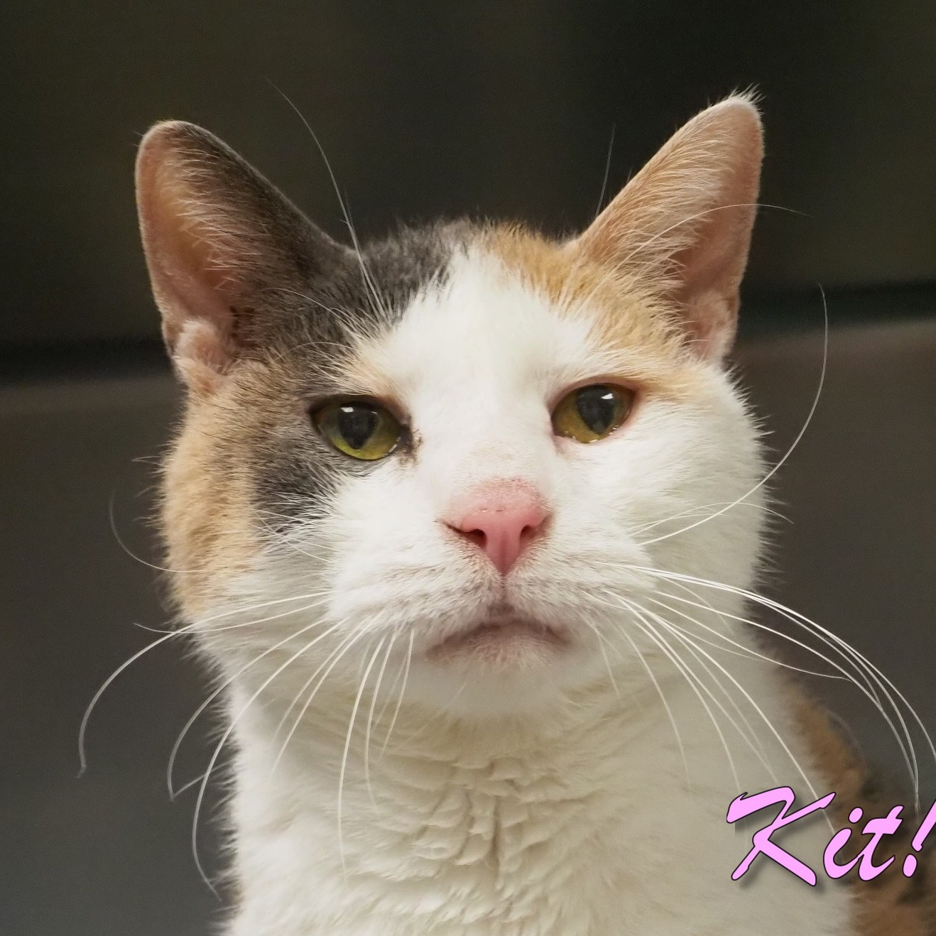 Cat for adoption - Kit, a Domestic Short Hair in Cape May Court House ...