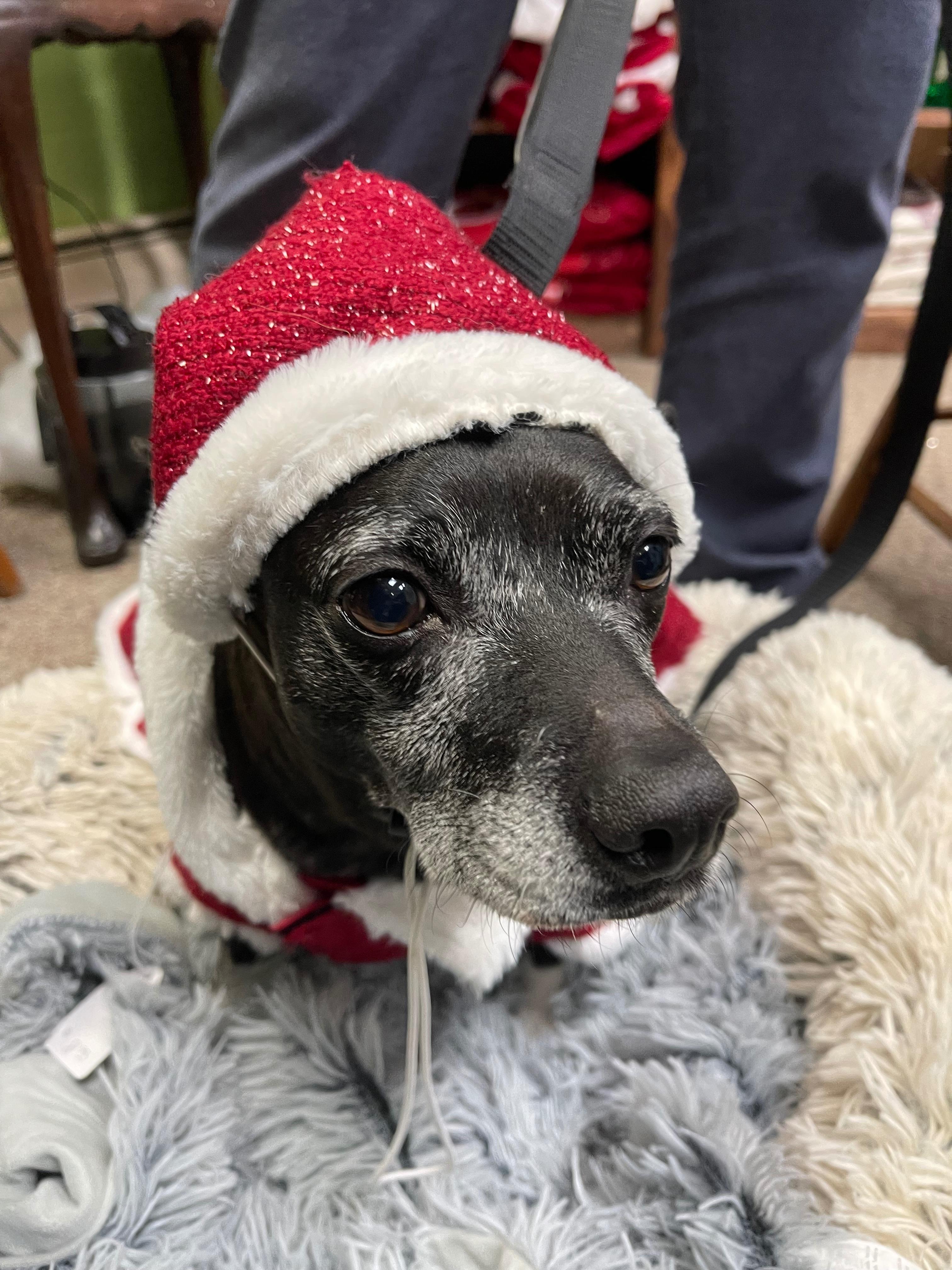 Dog for adoption - Echo, a Chihuahua Mix in SHADE GAP, PA | Petfinder