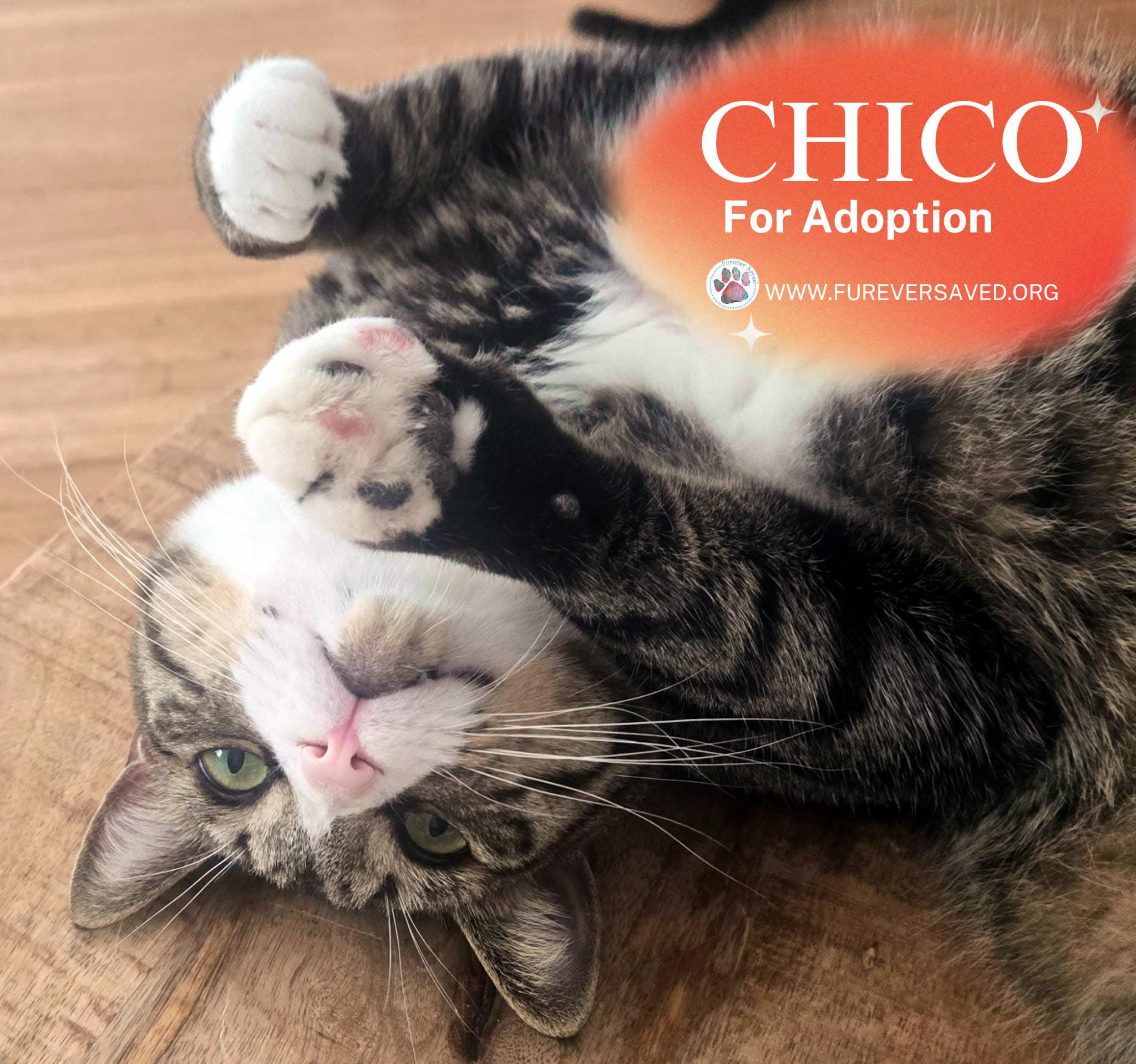 Cat for adoption - Chico, a Domestic Short Hair in Killingly, CT ...