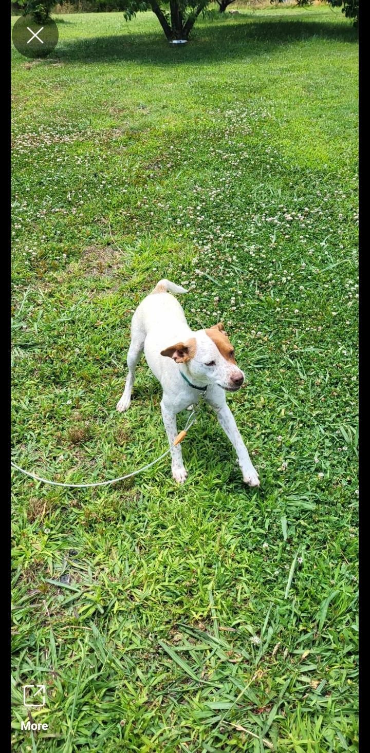 Dog for adoption - Buddy Boy, a Jack Russell Terrier in Kutztown, PA ...