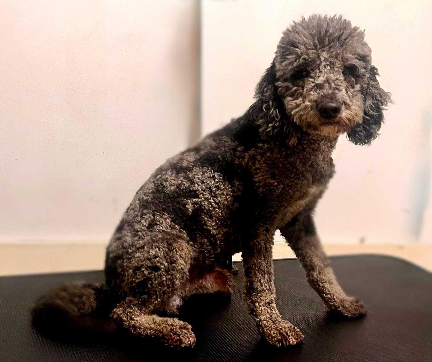 Adopt a Goldendoodle for Sale & Adoption | GetBuddy