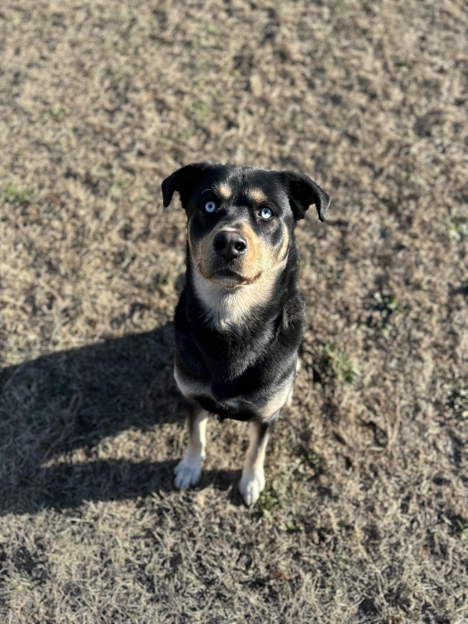 Dog for adoption - Bluey, a Husky Mix in West Haven, CT | Petfinder